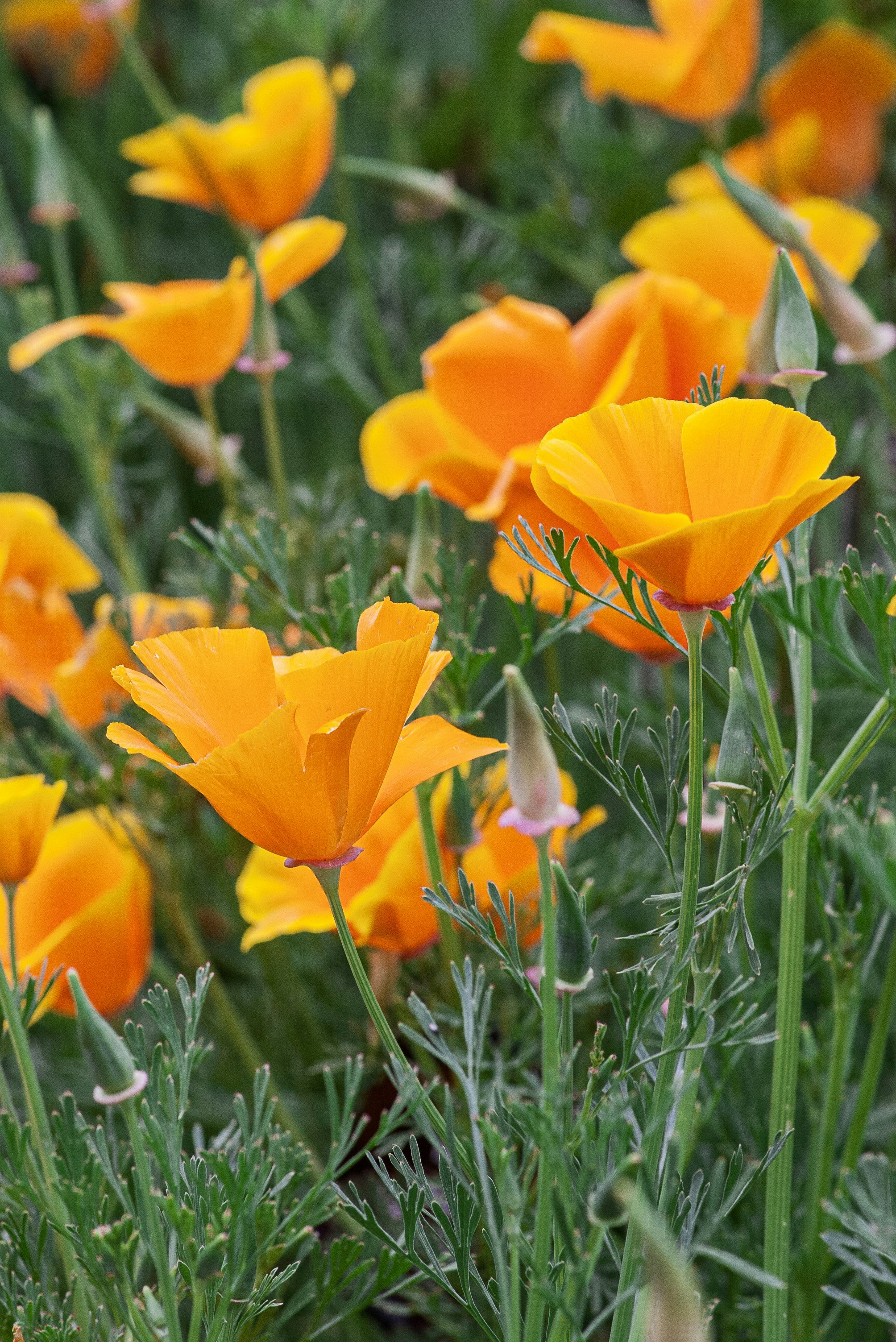 Orange California Poppies in Morning Light