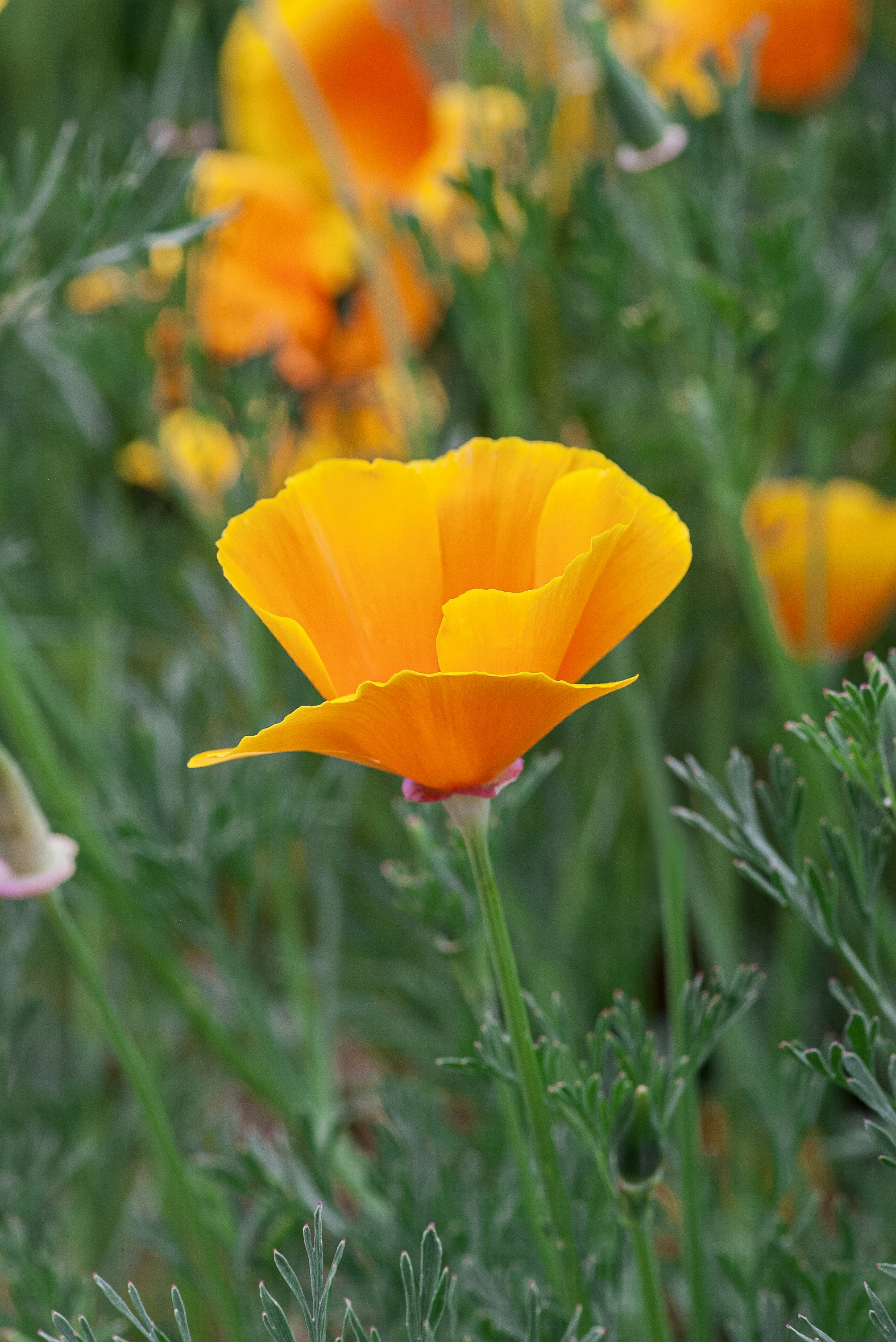 Orange Poppy in a Sea of Green