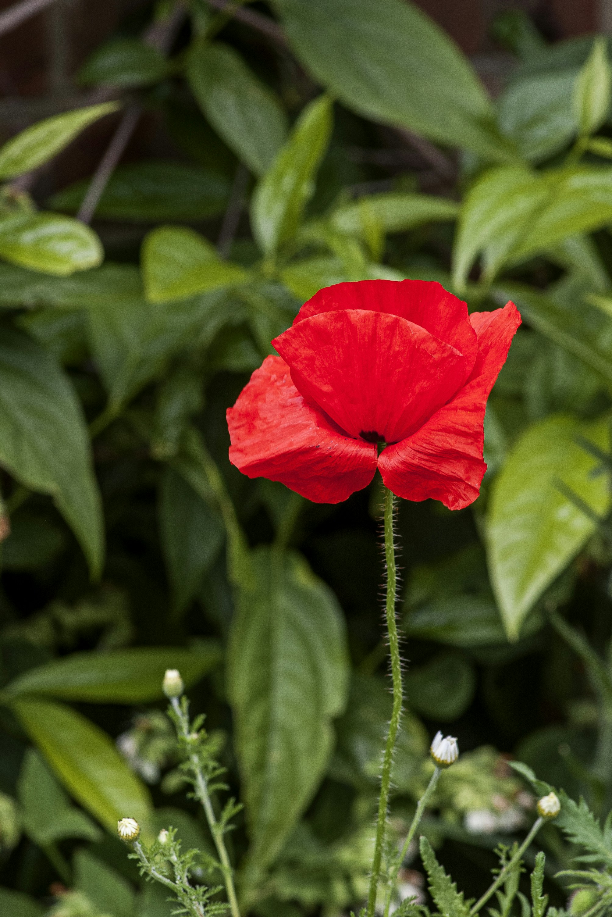 Crimson Poppy Crowned by Verdant Backdrop