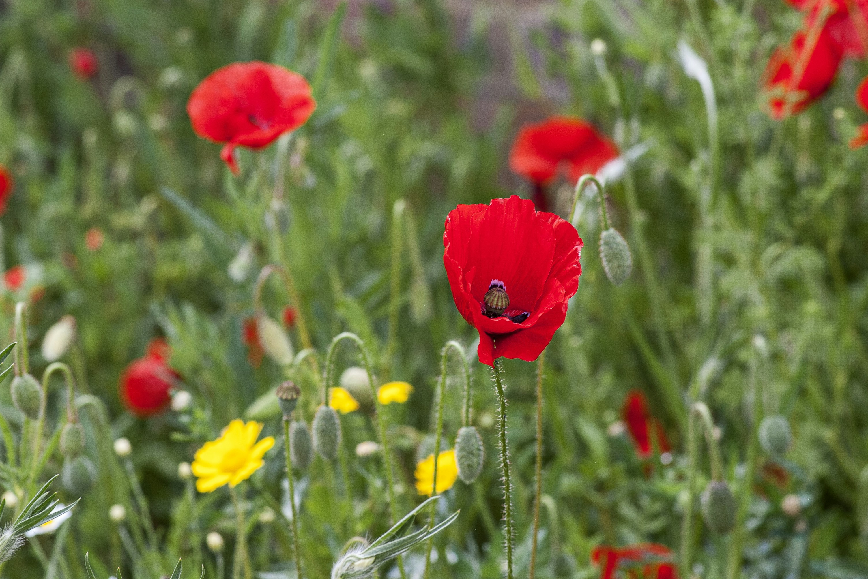 Crimson Bloom in a Field of Green