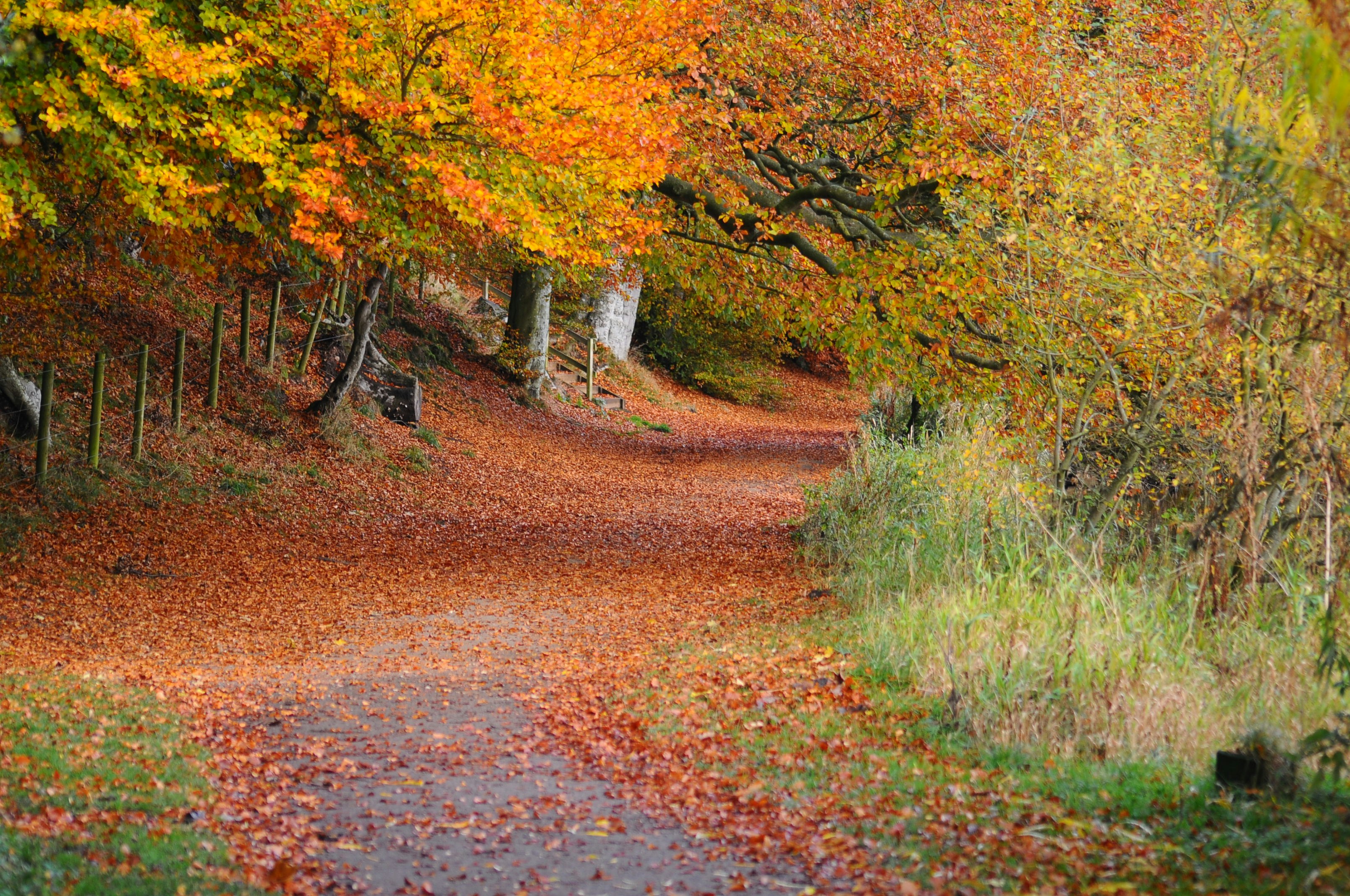 Autumn Path Winding Through a Quiet Linden Corridor