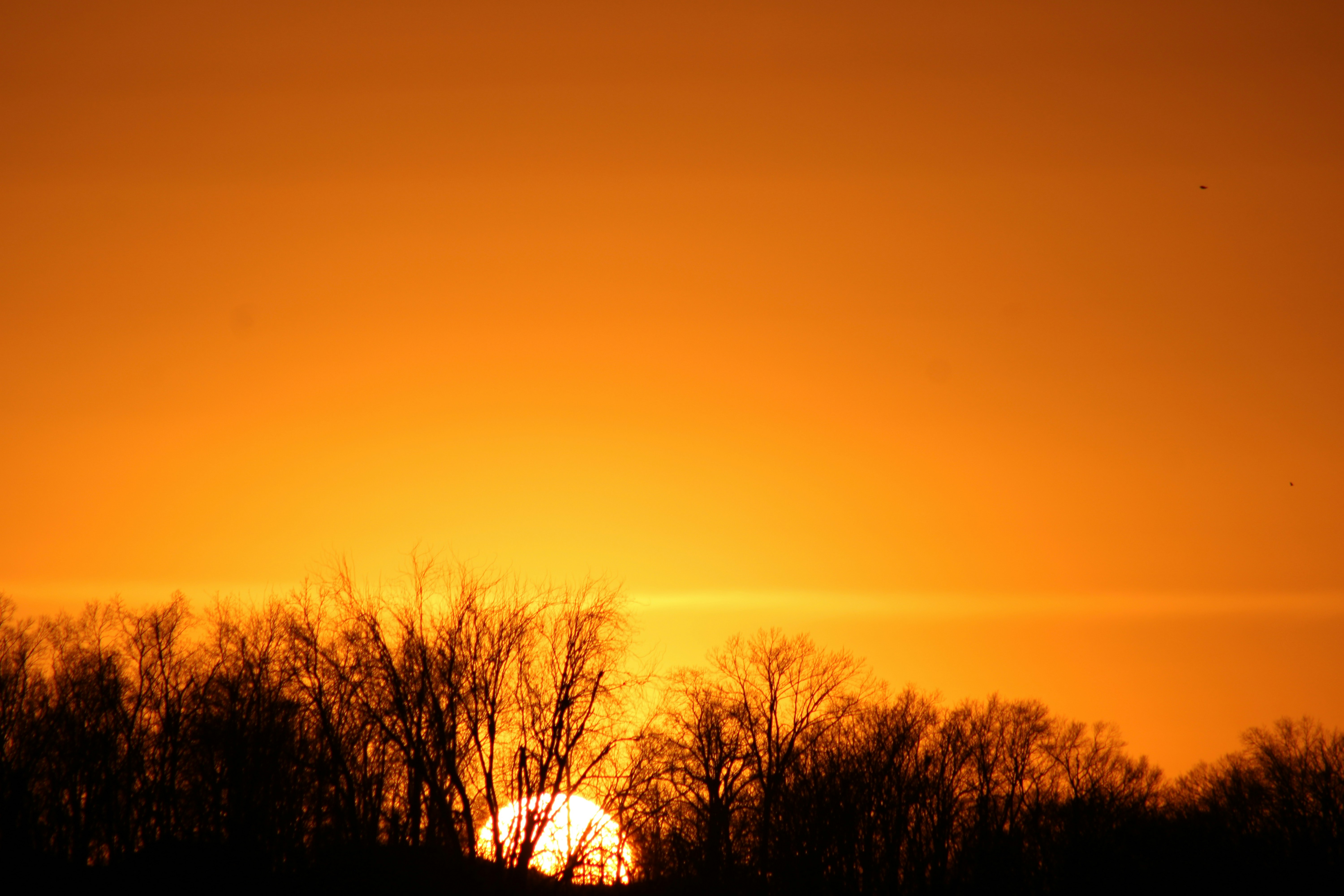 Sunset Veil Over Silent Trees