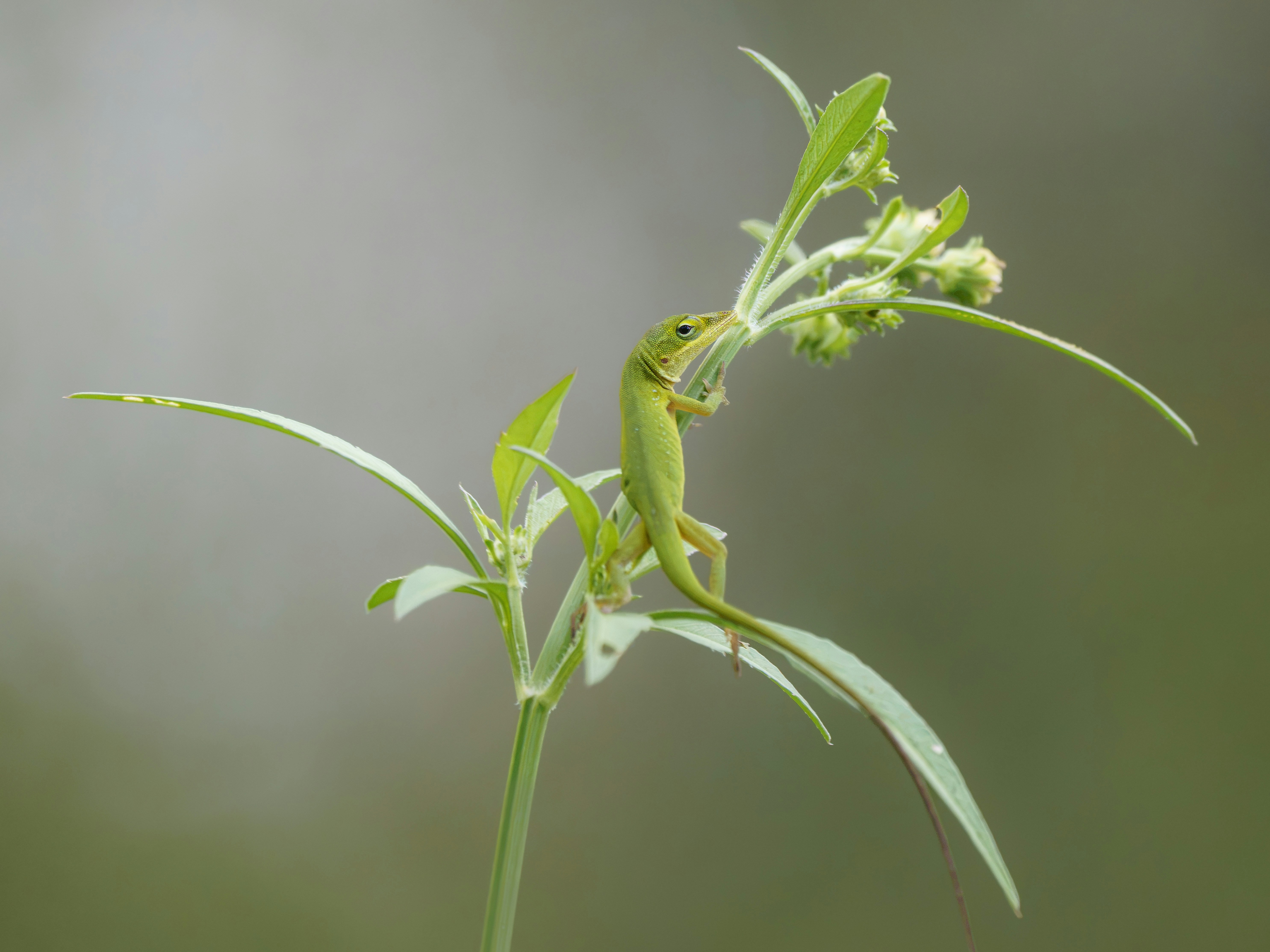 Emerald Arboreal Acrobat: a tiny lizard on a delicate stem