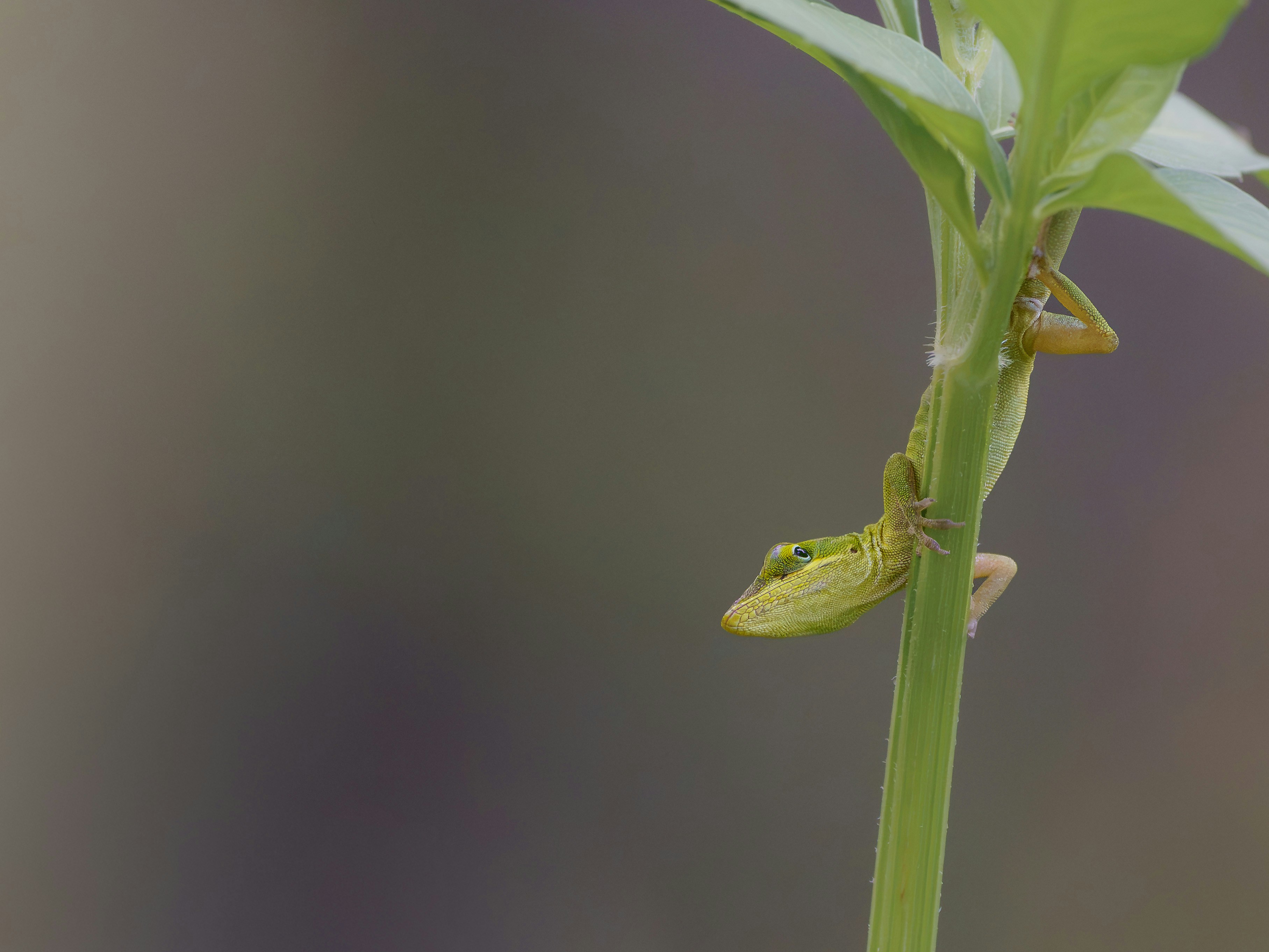 Green Tree Frog Clinging to a Plant: Close-Up on Patience and Color