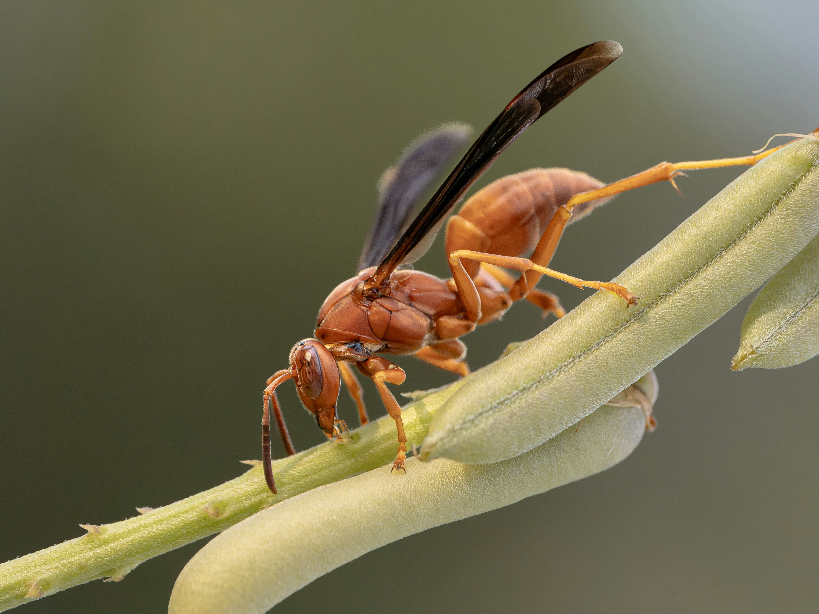 Crimson Leaf Wasp on a Velvet Willow