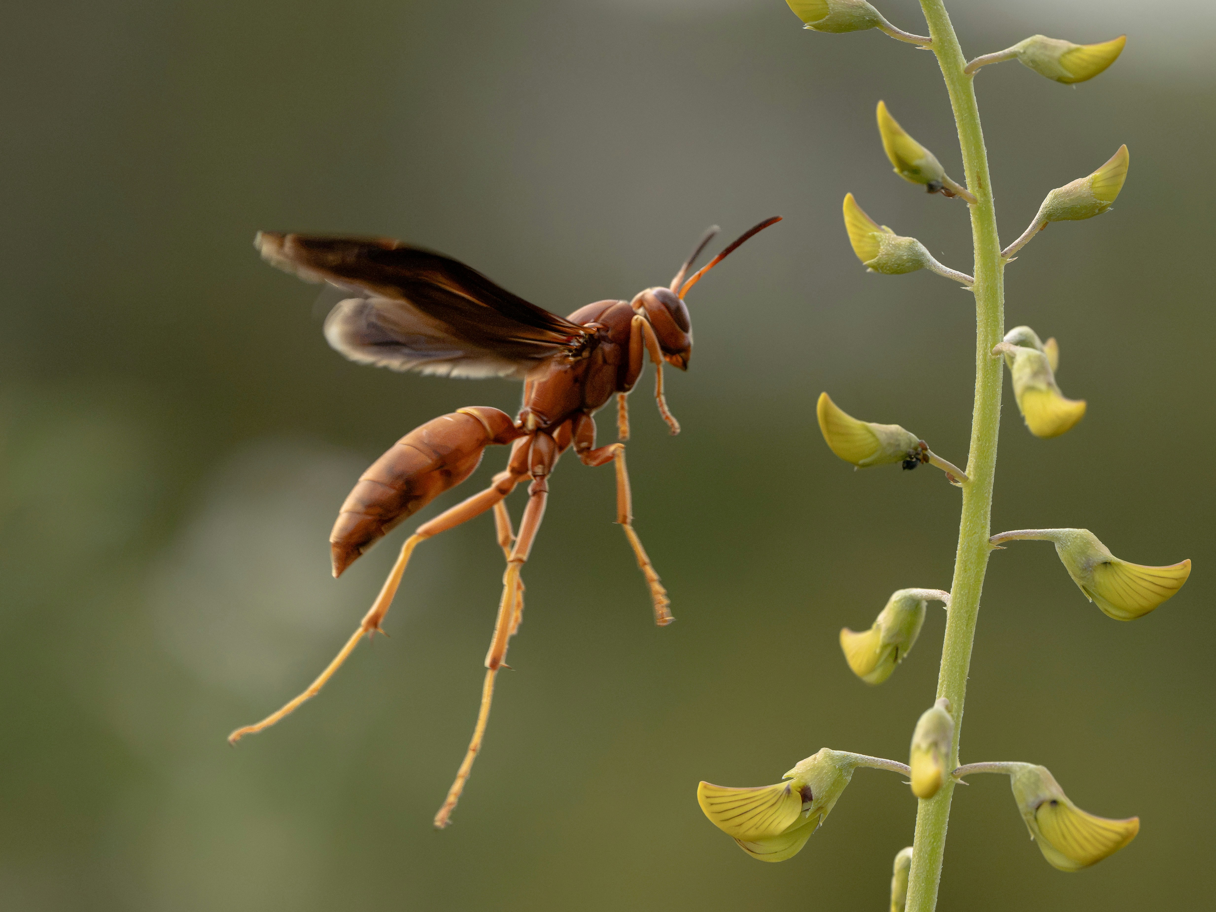 Terrestrial Acrobat: A Wasp Hovering by a Flower Spike