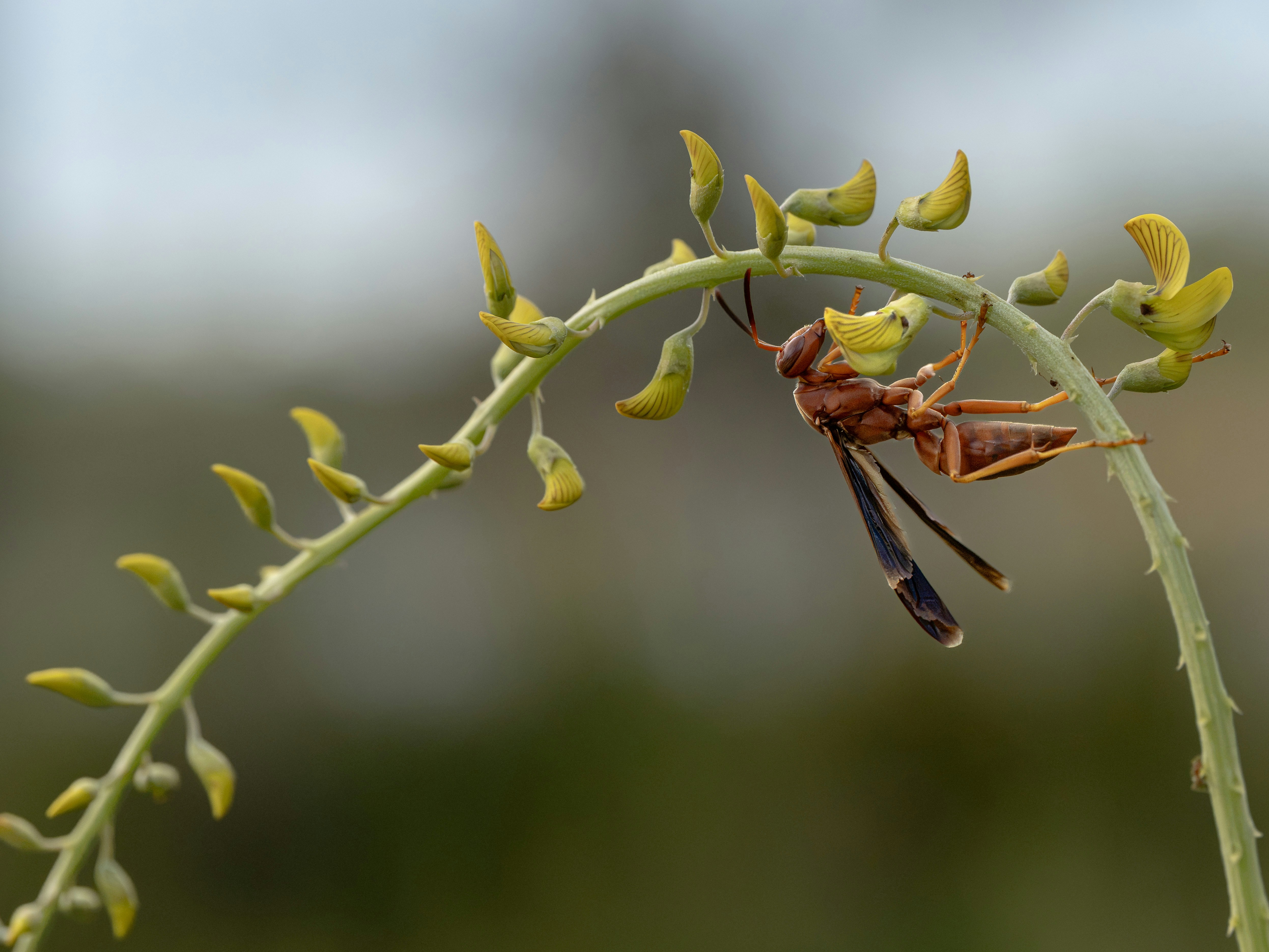 Nectar Seeker on a Curved Vine