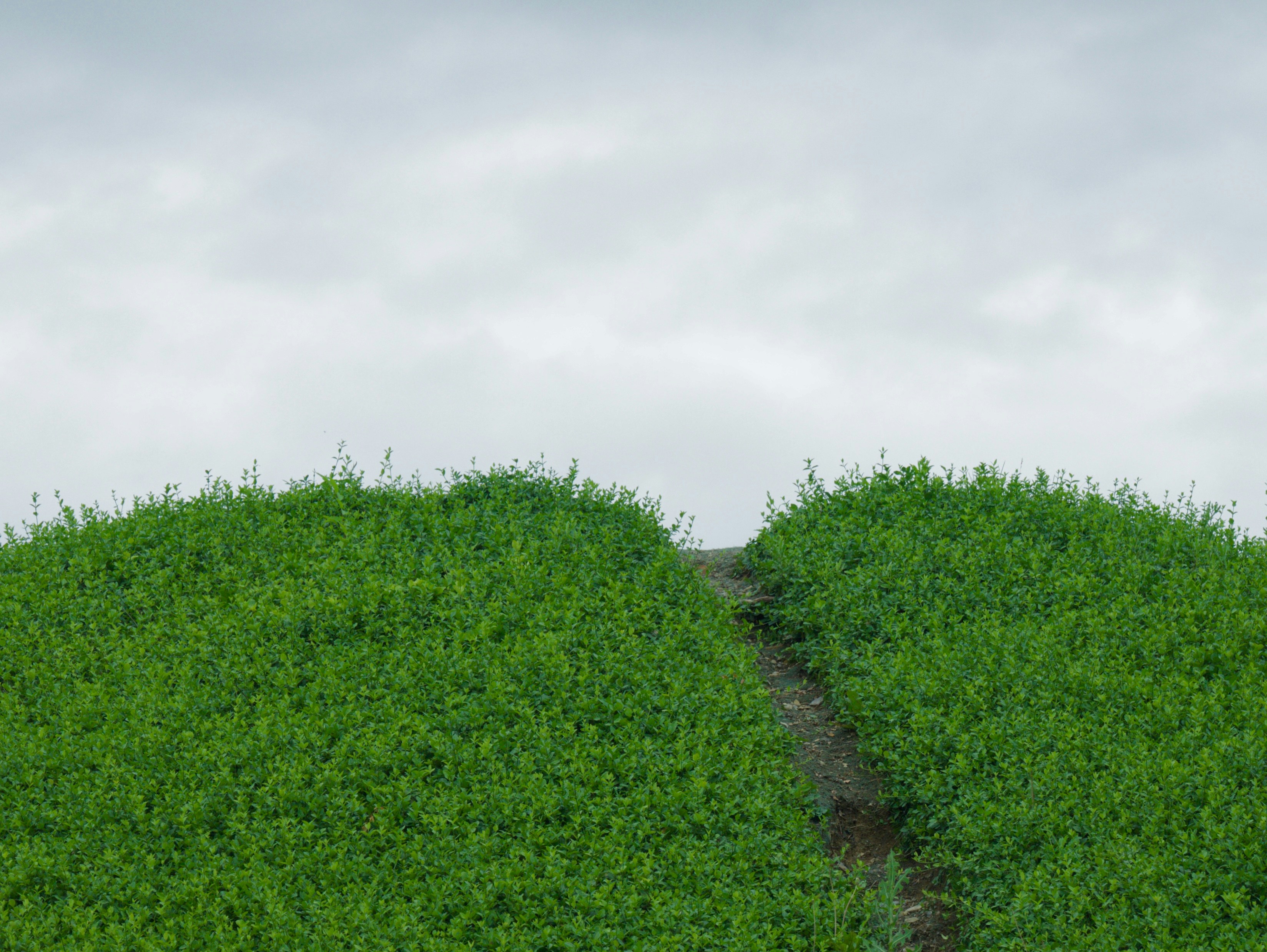 Green hedges converge along a narrow path toward a distant ridge