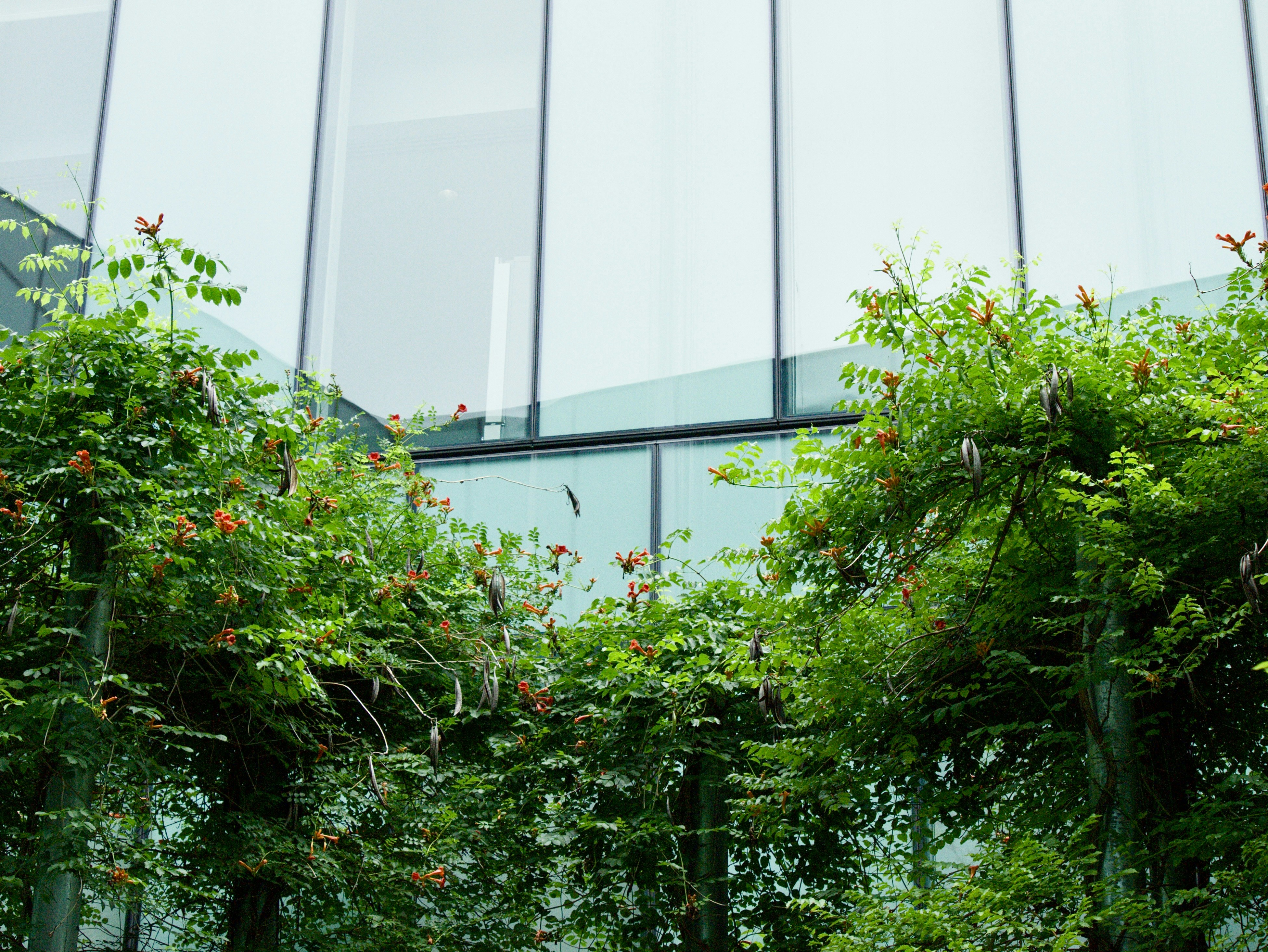 Vertical Greenery Framed by Glass: A Quiet Urban Oasis