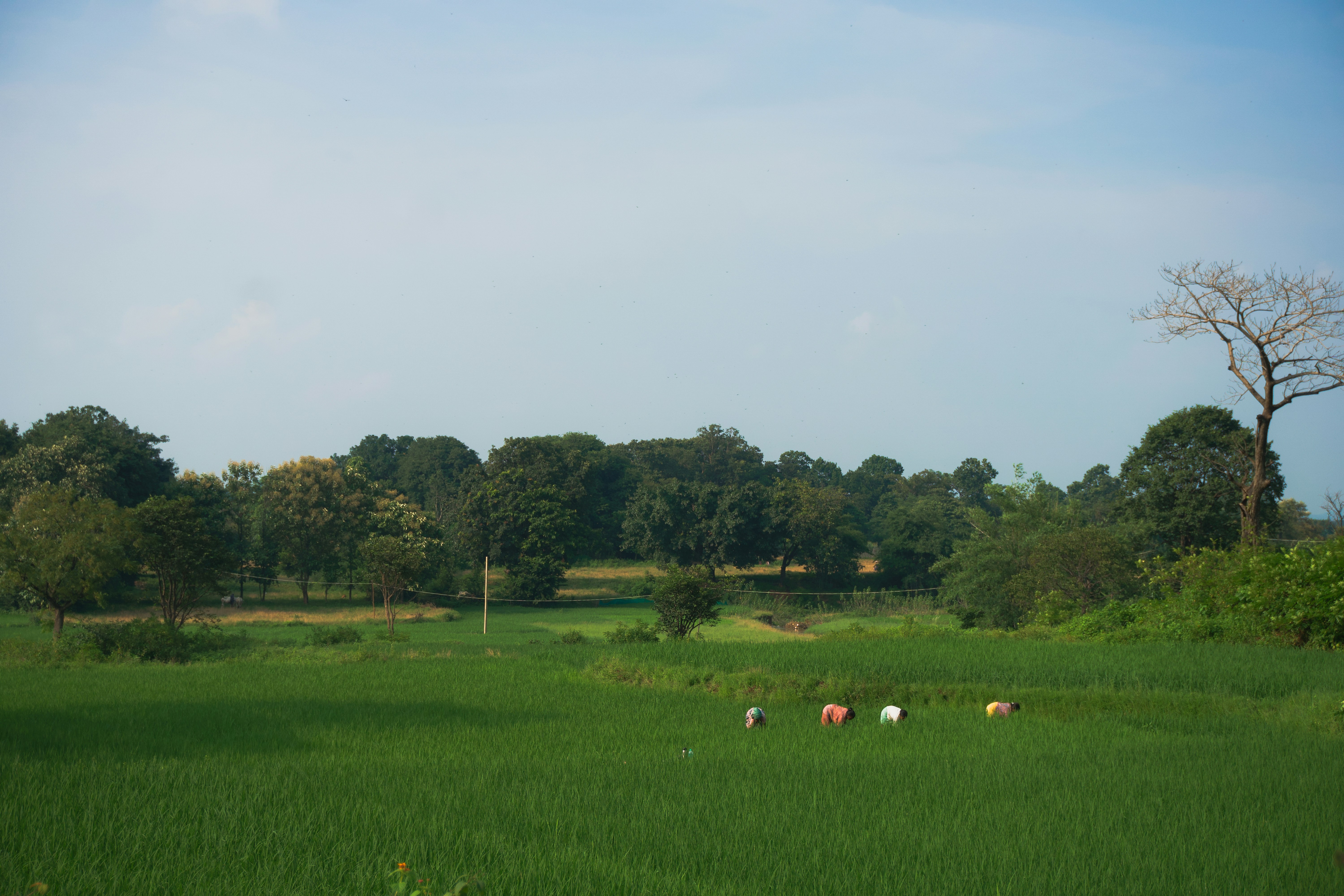 Pasture Wake: Cattle grazing under a distant line of trees