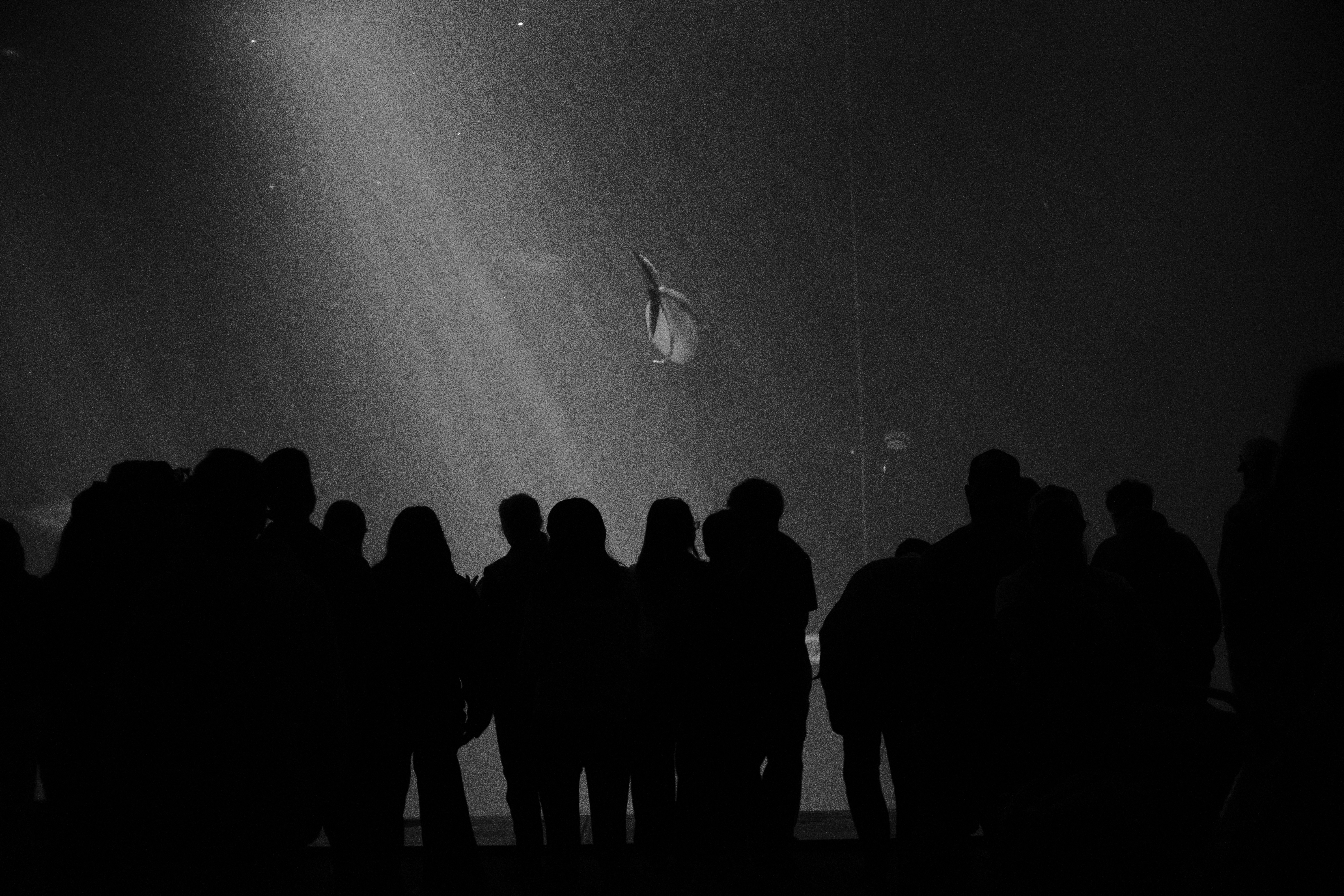 Single Divergent Ray: The Suspended Orb in a Shadowed Crowd