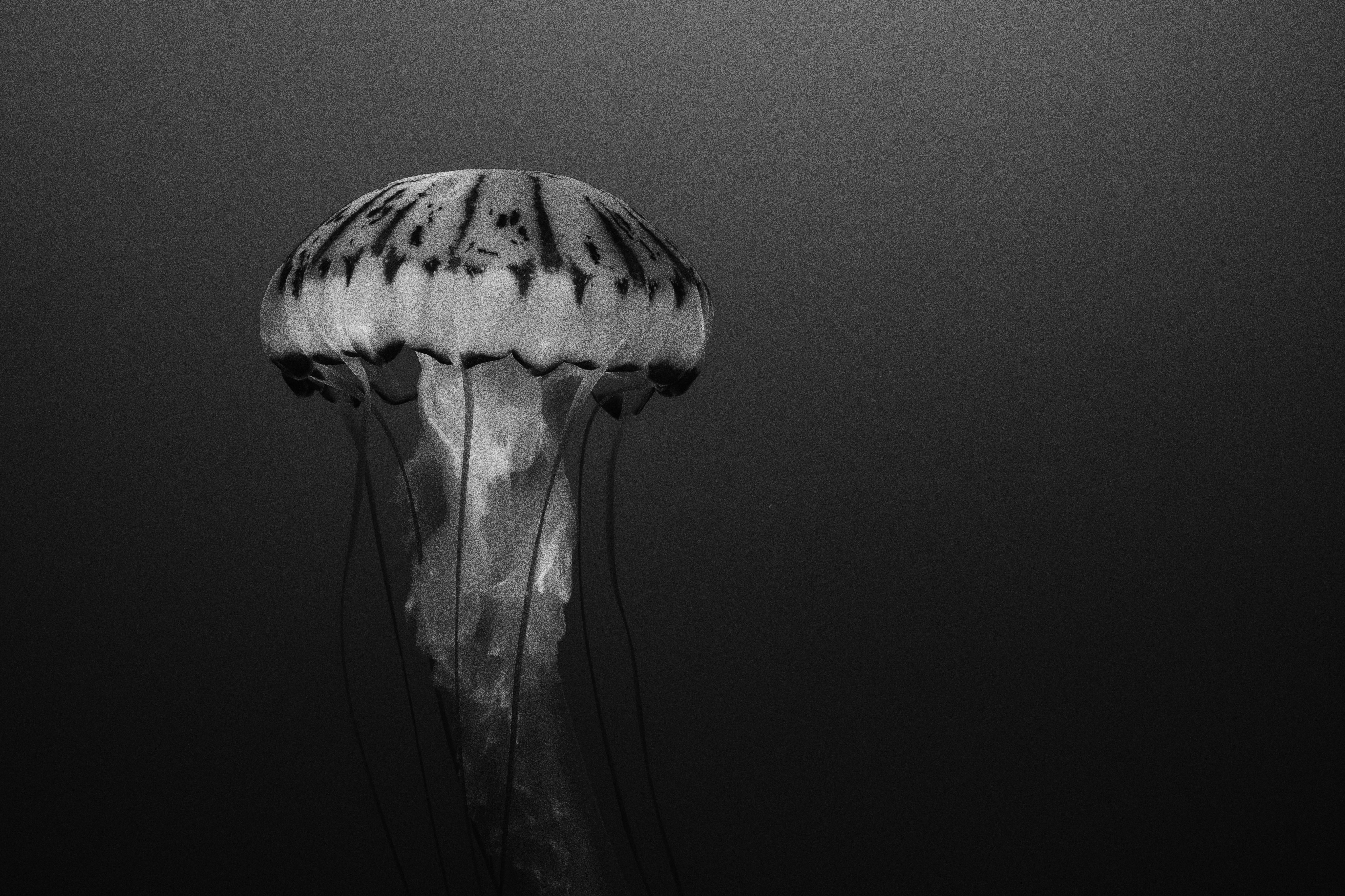 Single Jellied Beacon: A lone jellyfish drift in grayscale depths