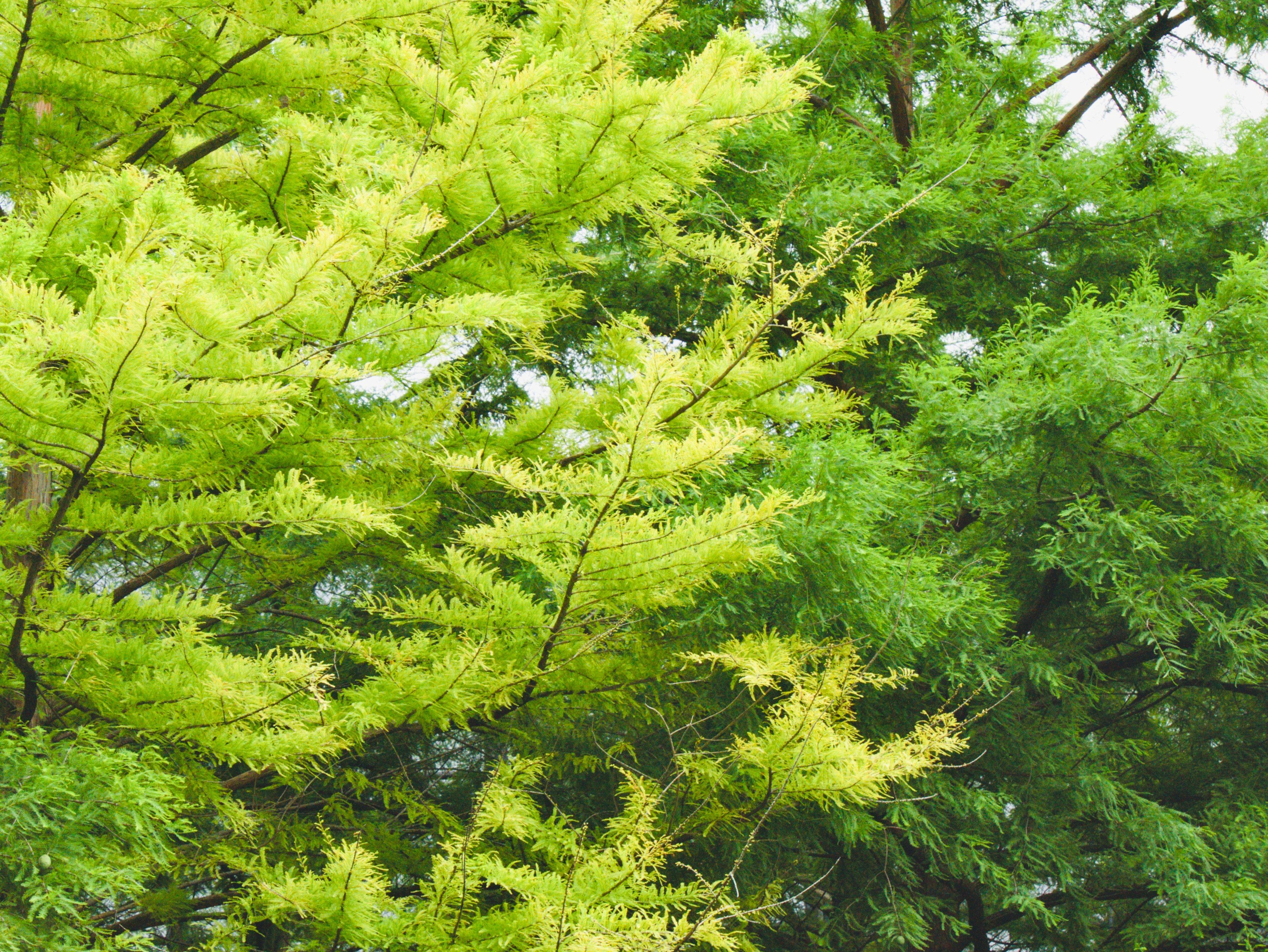 Emerald Canopy: Sunlit Ferns Among Gentle Swirls of Green