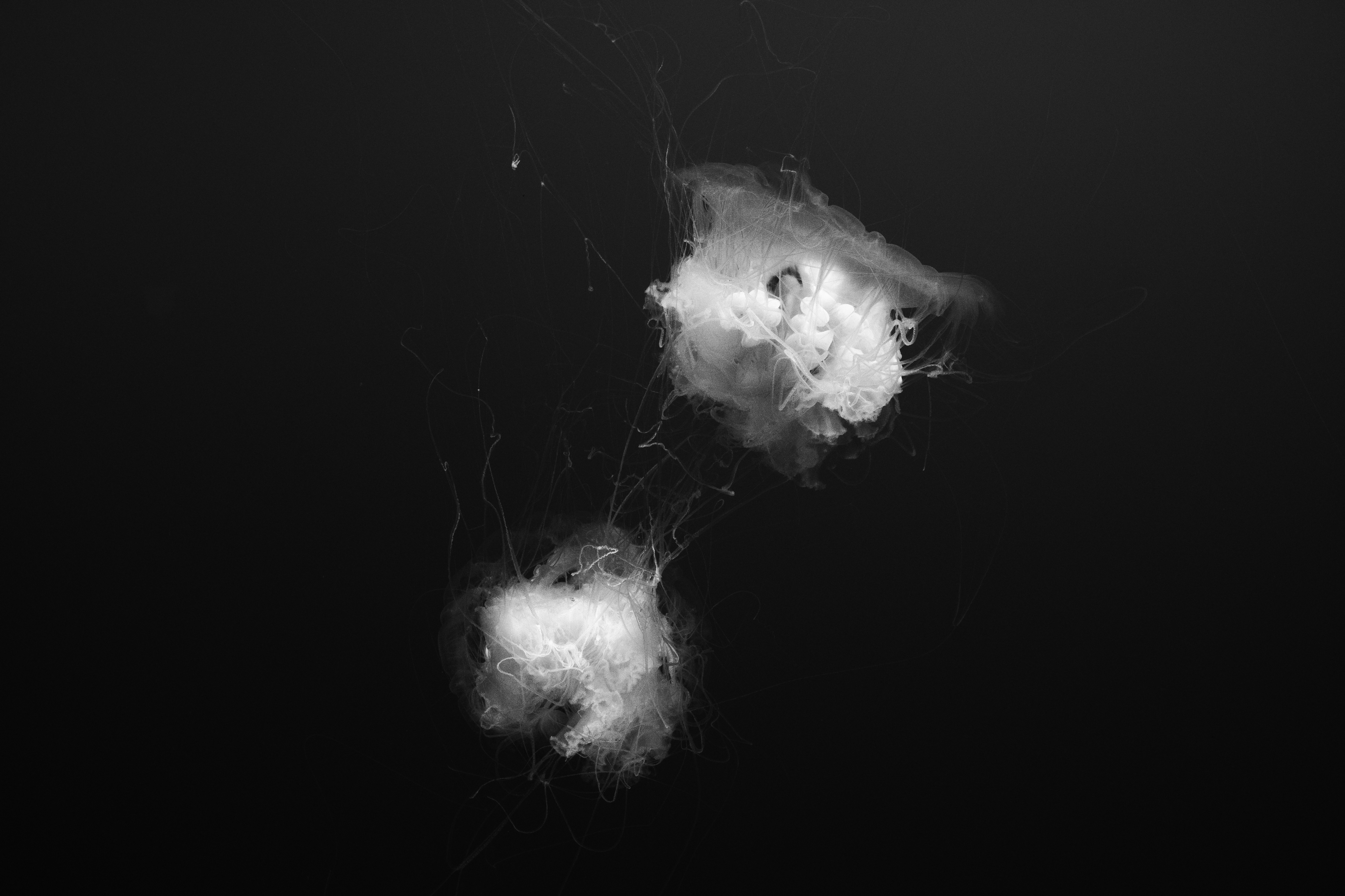 Two Etherial Wool Clusters Drifting in Shade