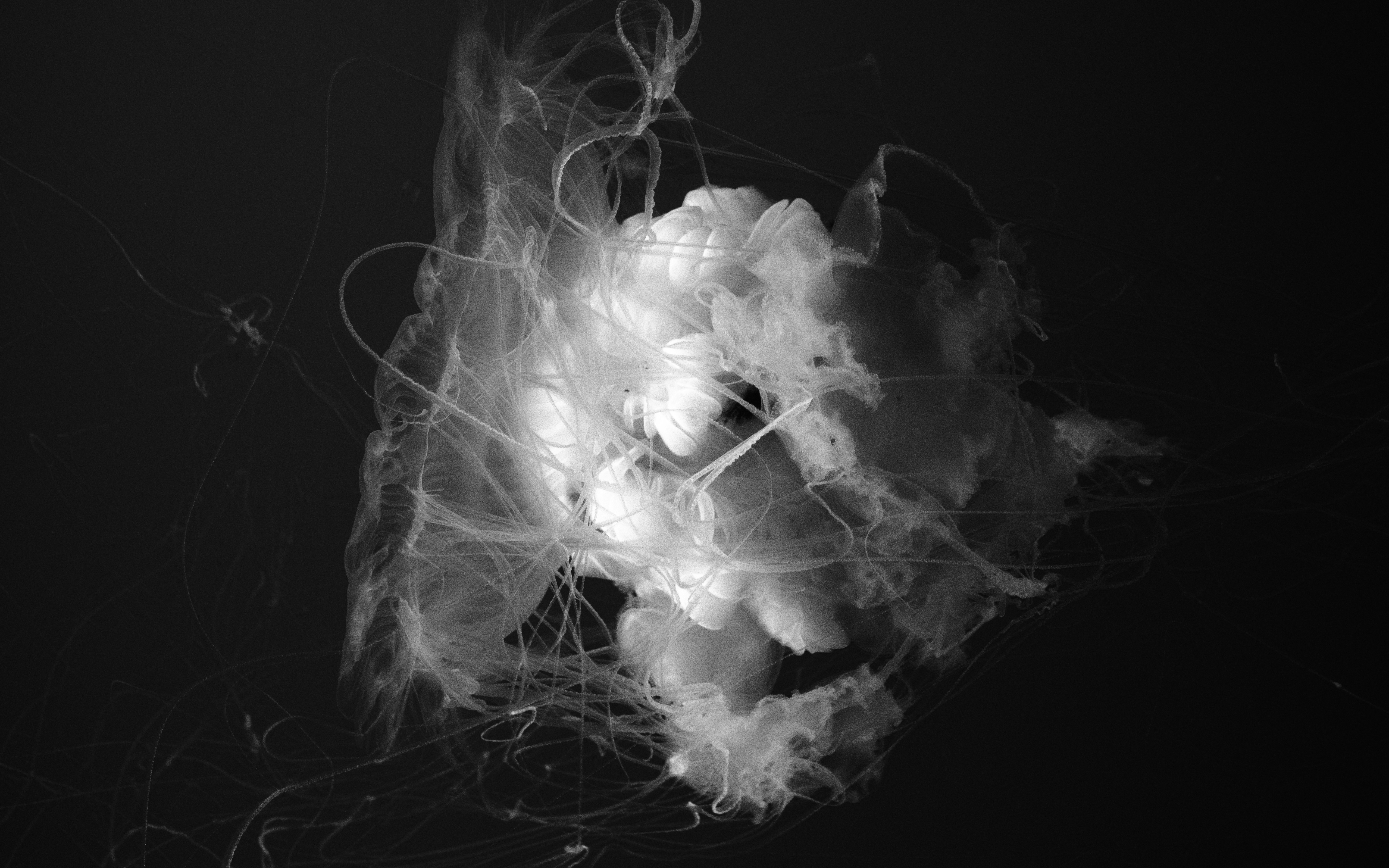 Ghostly Tendrils: A Black Canvas of Light and Smoke