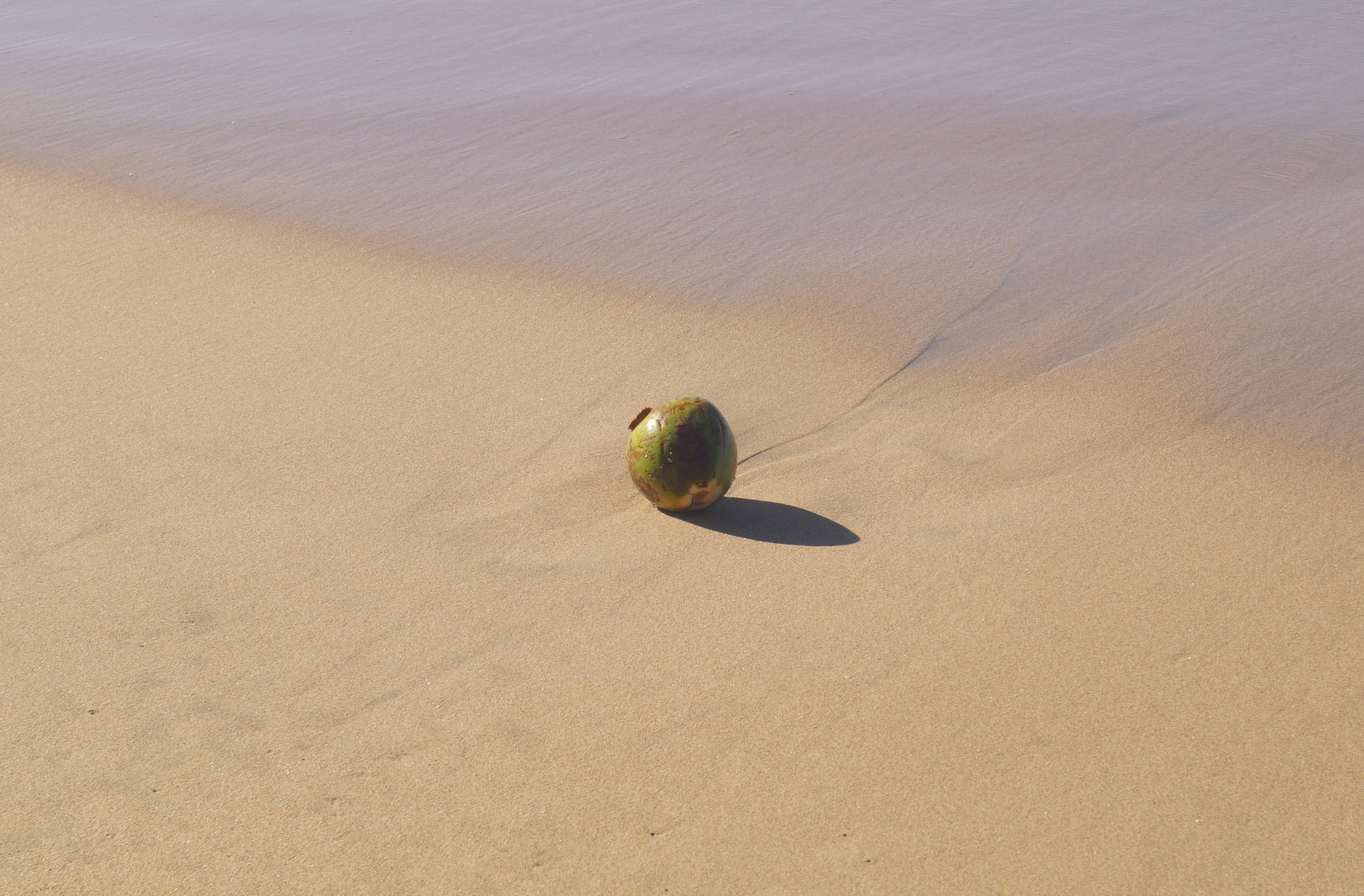 Smooth beach sand with a single coconut near the shore, gentle water edge in the background.