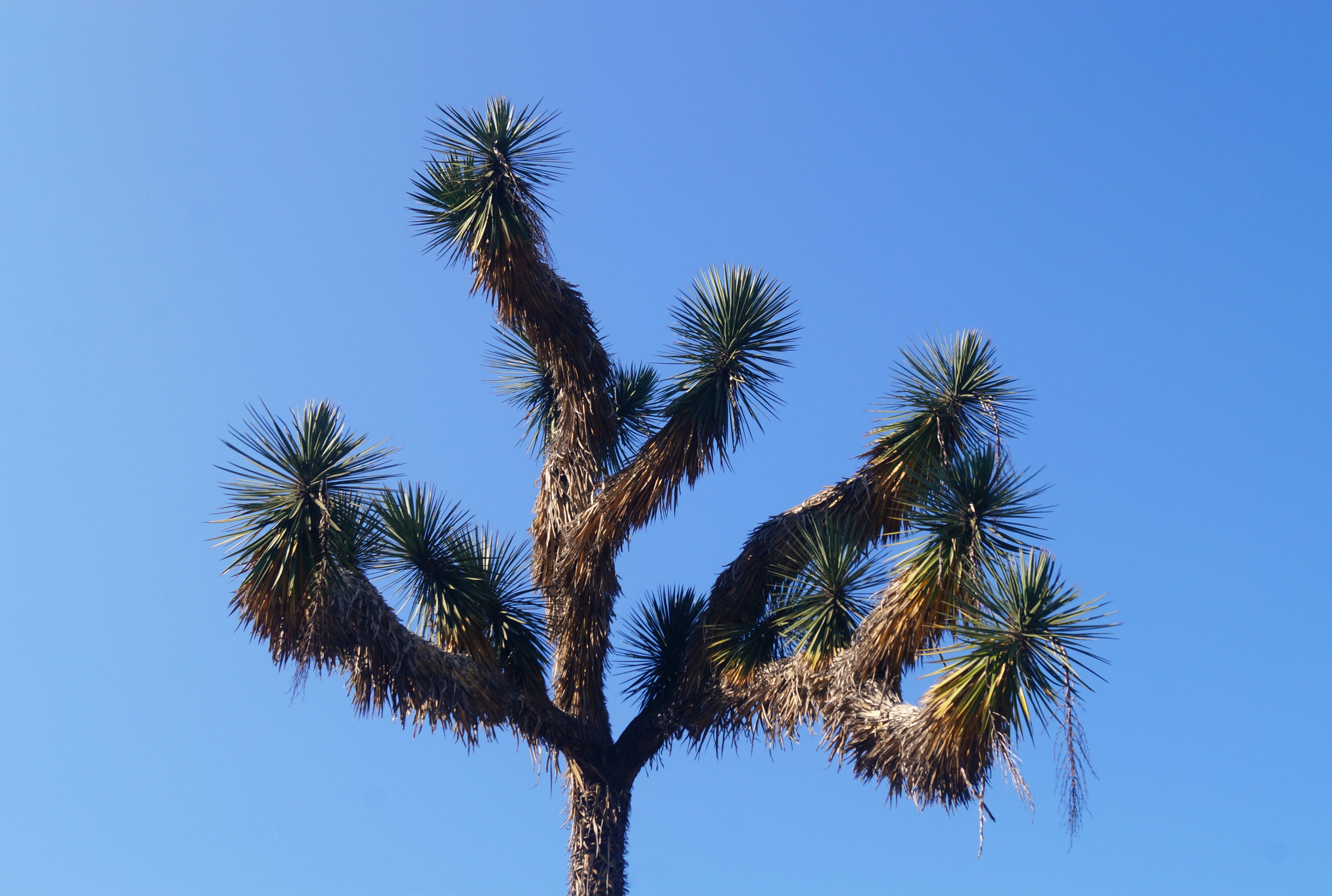 Desert Joshua Tree Sentinel Against a Clear Blue Sky