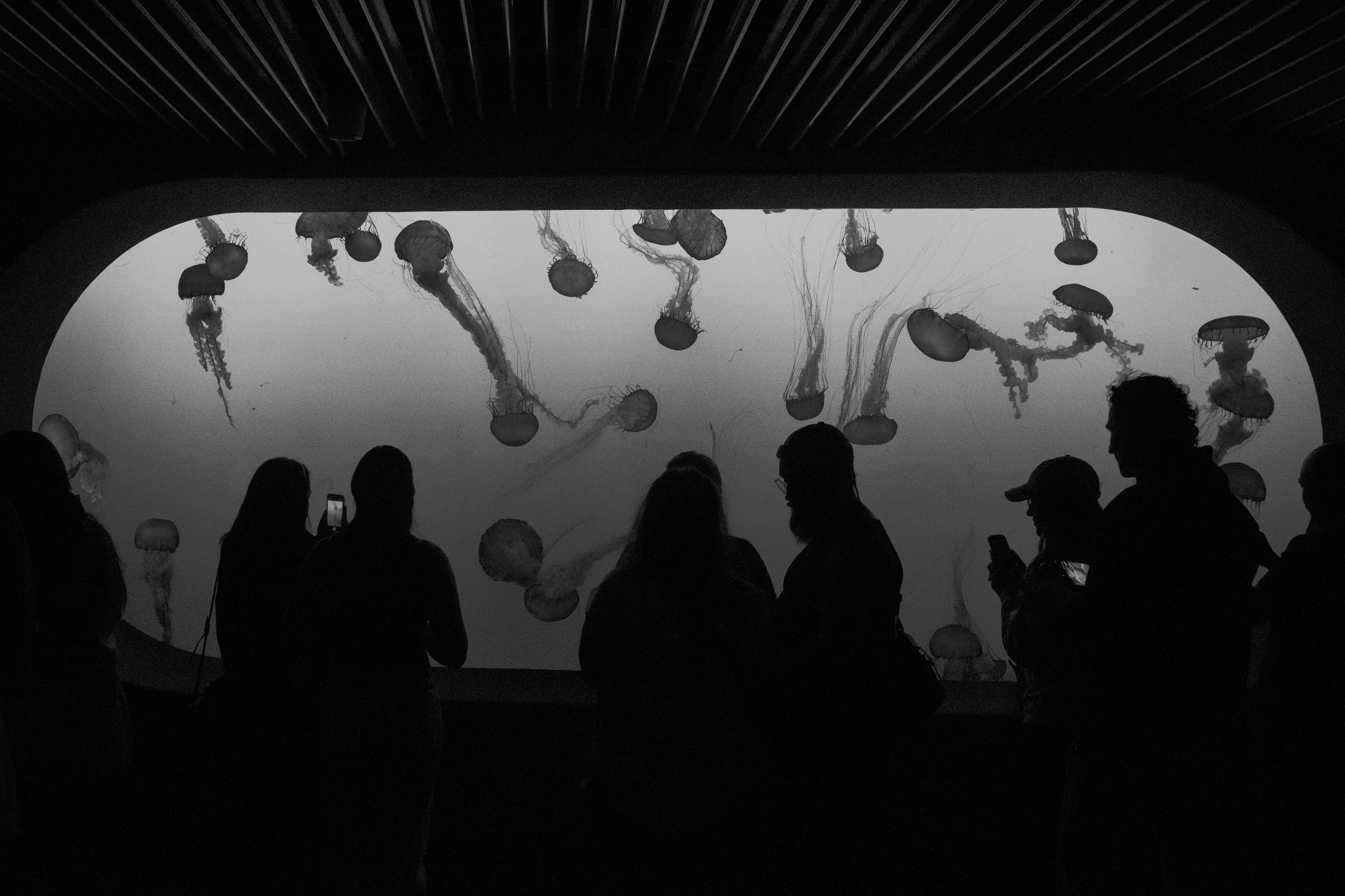 Jellyfish silhouettes in a curved aquarium window