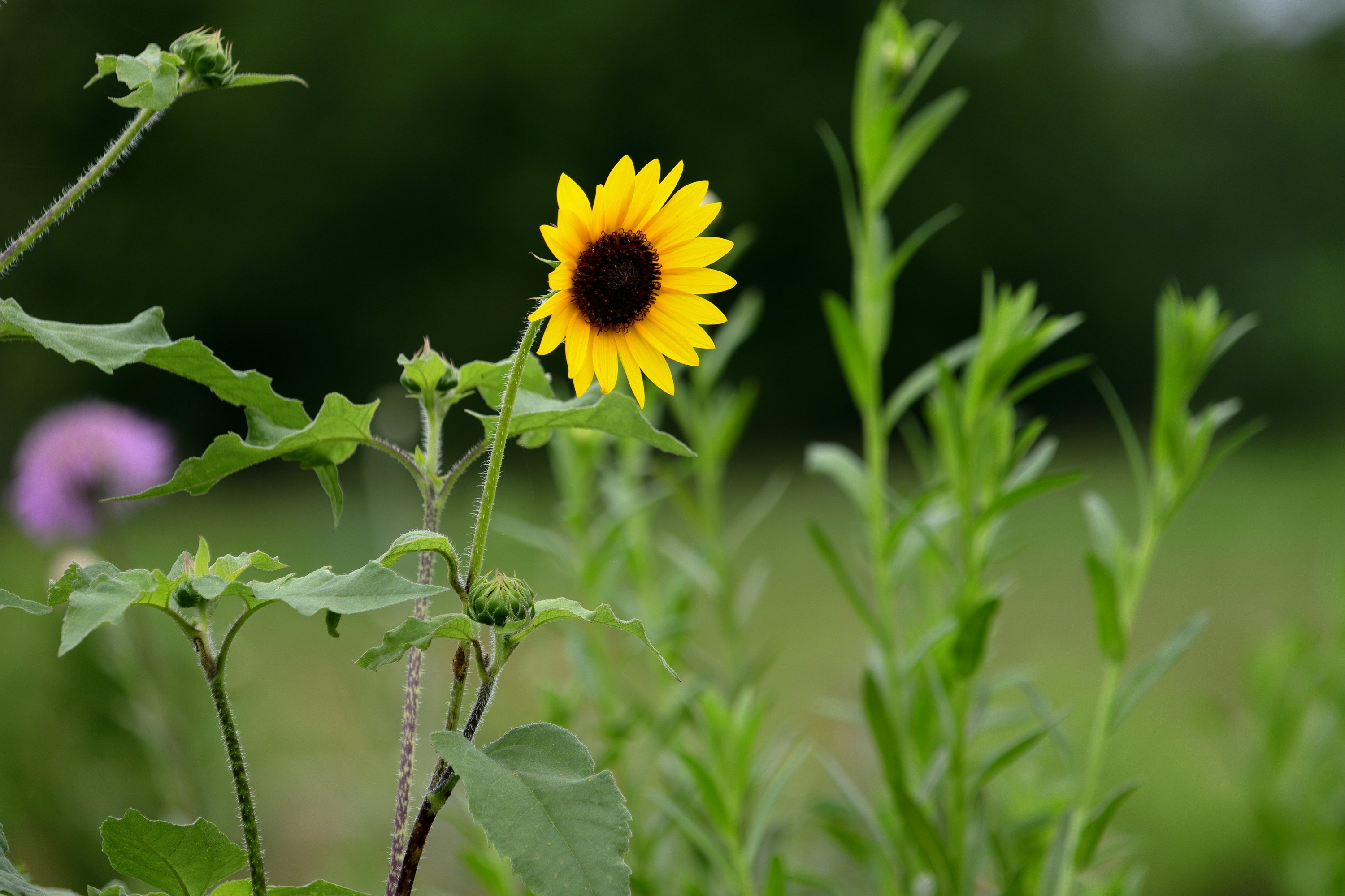 Sunlit Helianthus: A Lone Bloom Against Verdant Backdrop