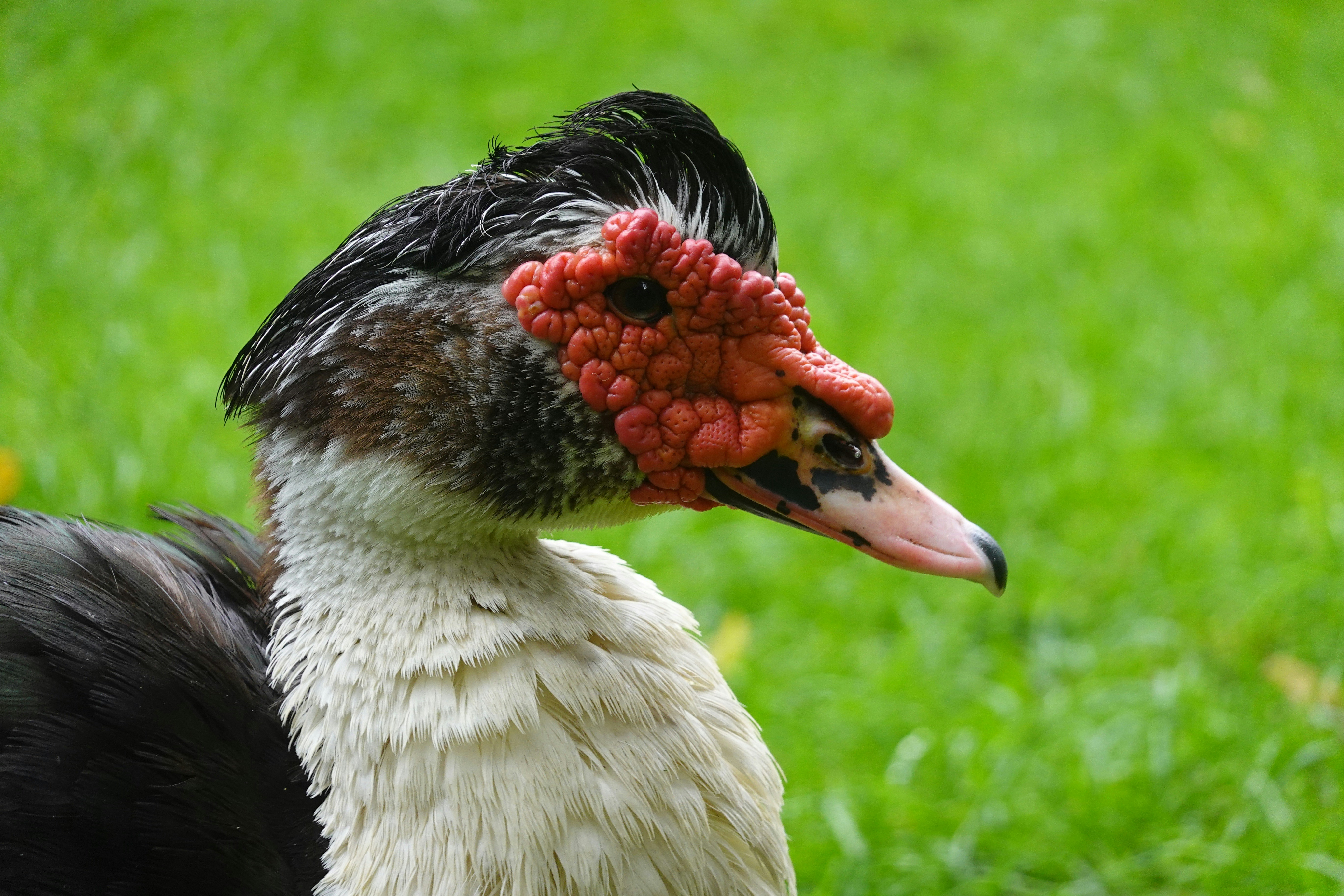 Red-faced Silhouette: A close-up of a duck-footed turkey in bright grass
