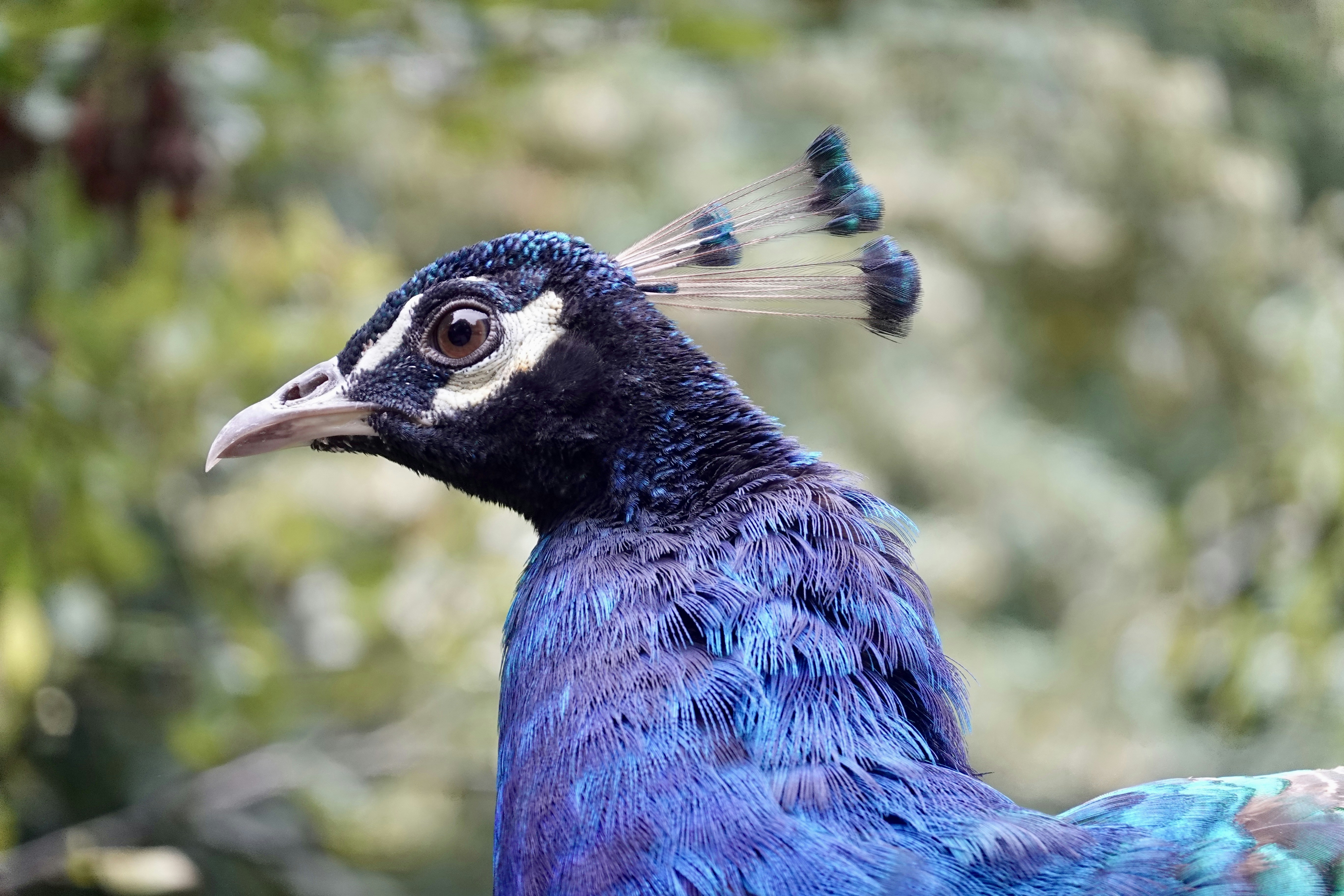 Regal Blue Crest: Peacock in Focus