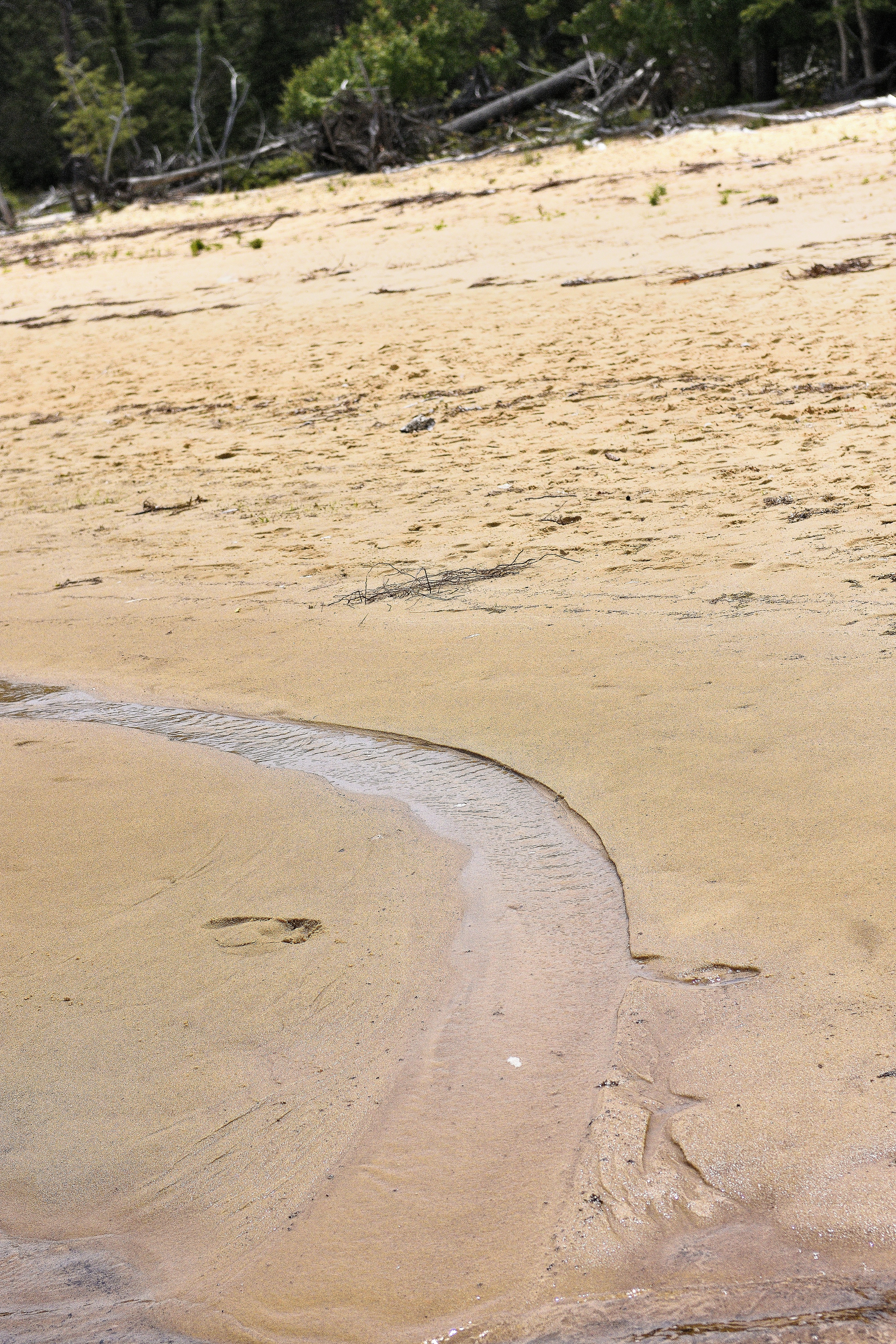 A sandy shoreline curves into shallow water with a forest edge in the background, emphasizing the textures of wet and dry sand. This is a natural landscape scene.