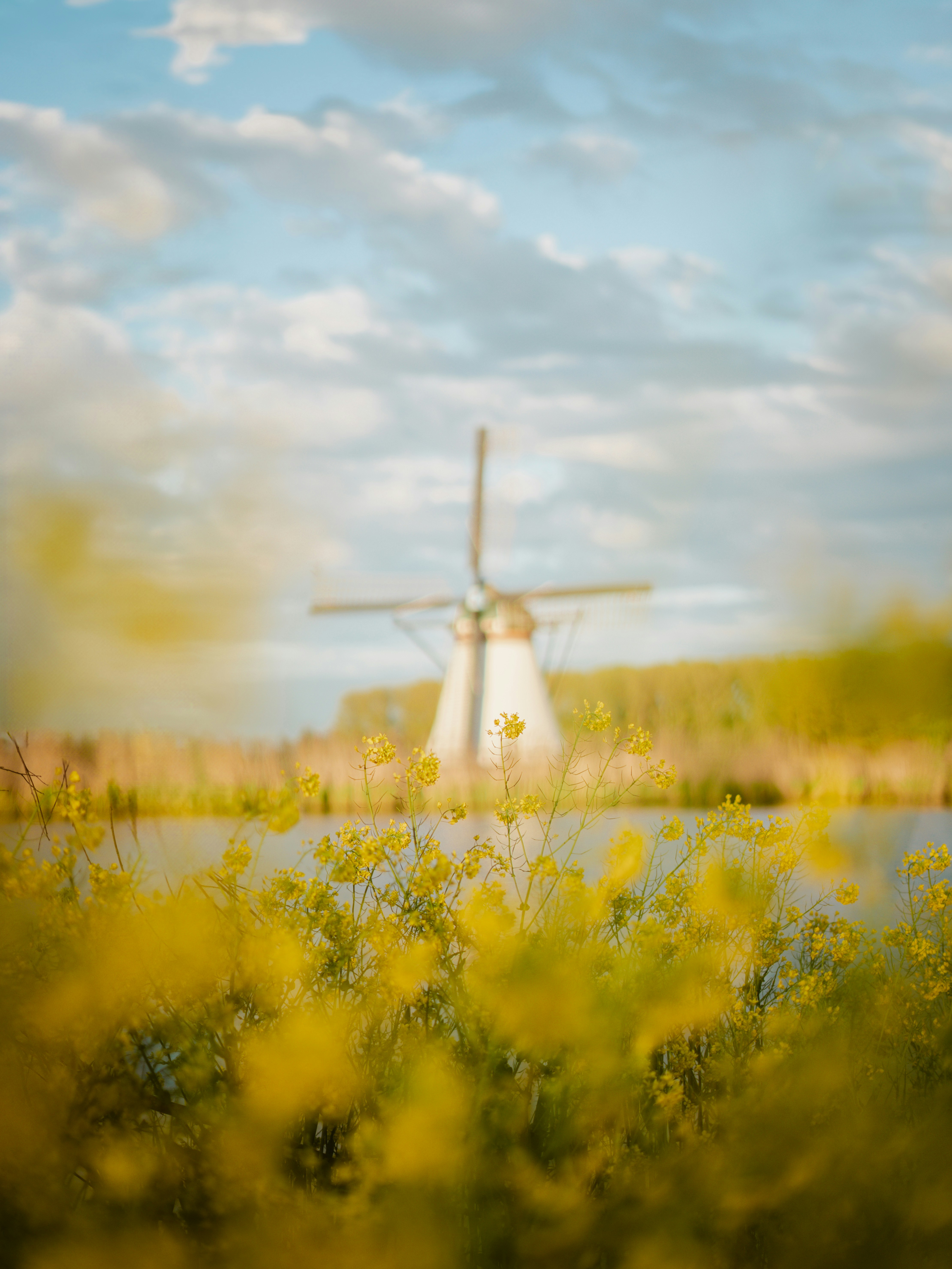 Blurred Windmill in a Field of Golden Blooms