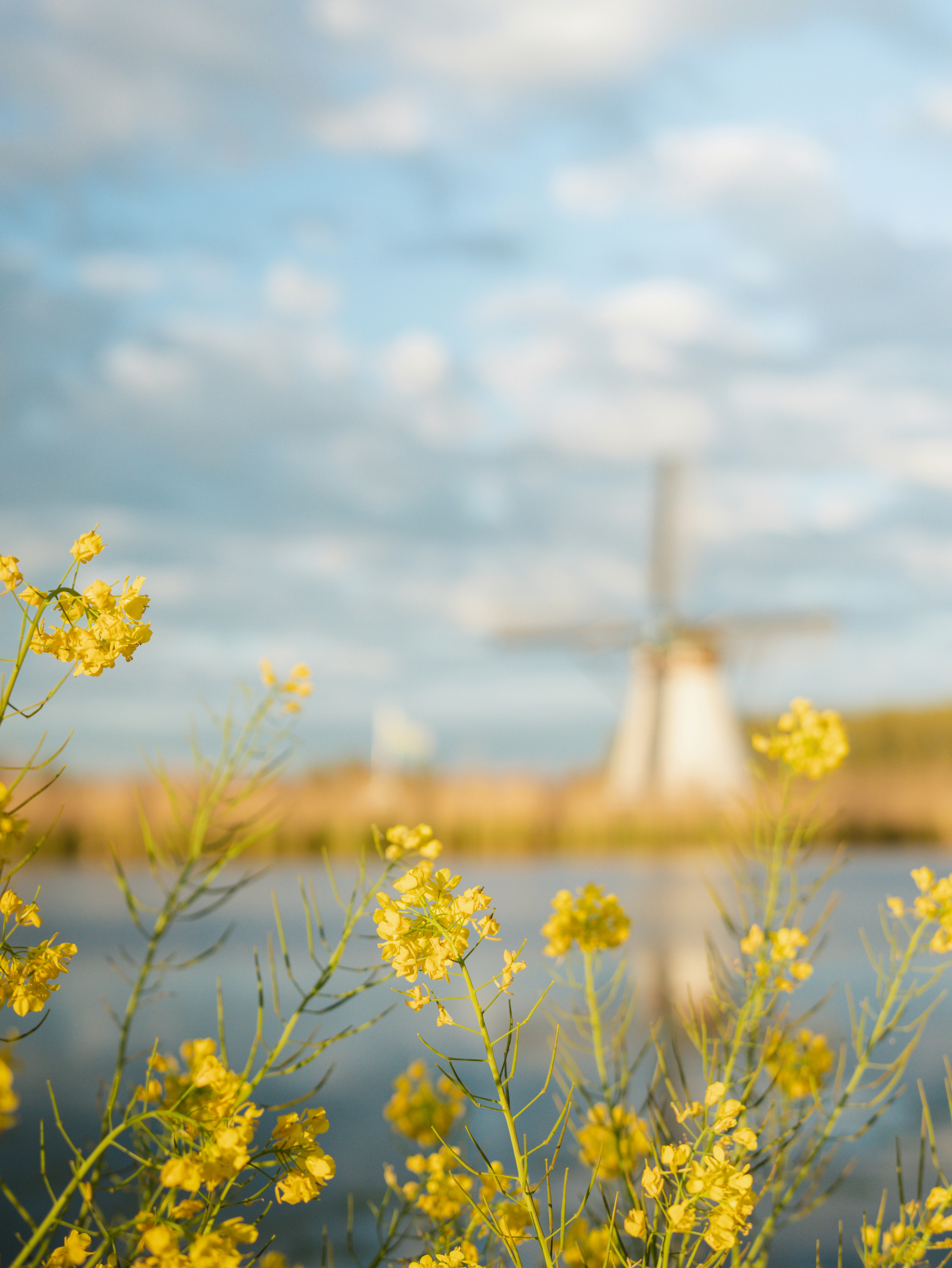 Golden Canola Bloom with Windmill Backdrop