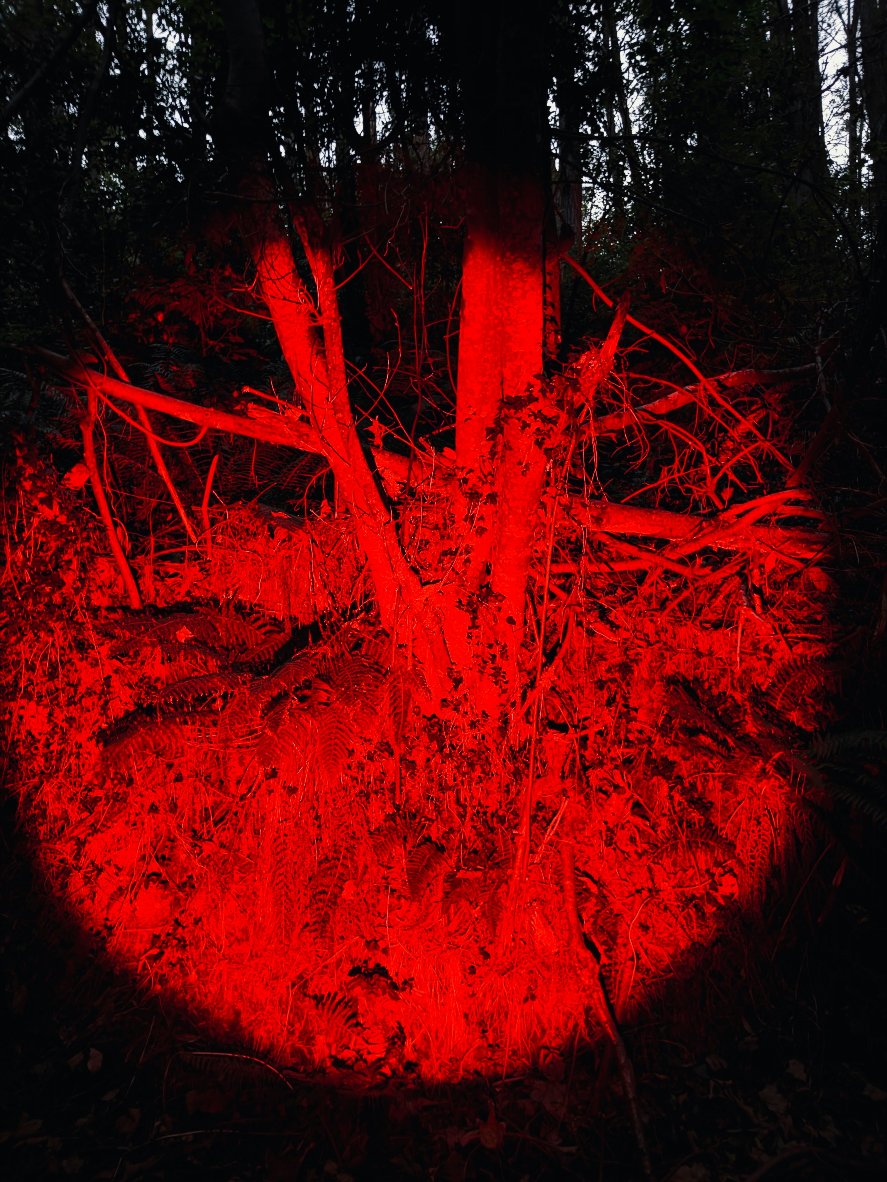 Red-tinted forest scene illuminated by a circular spotlight, revealing tangled branches and undergrowth in stark contrast to surrounding darkness.