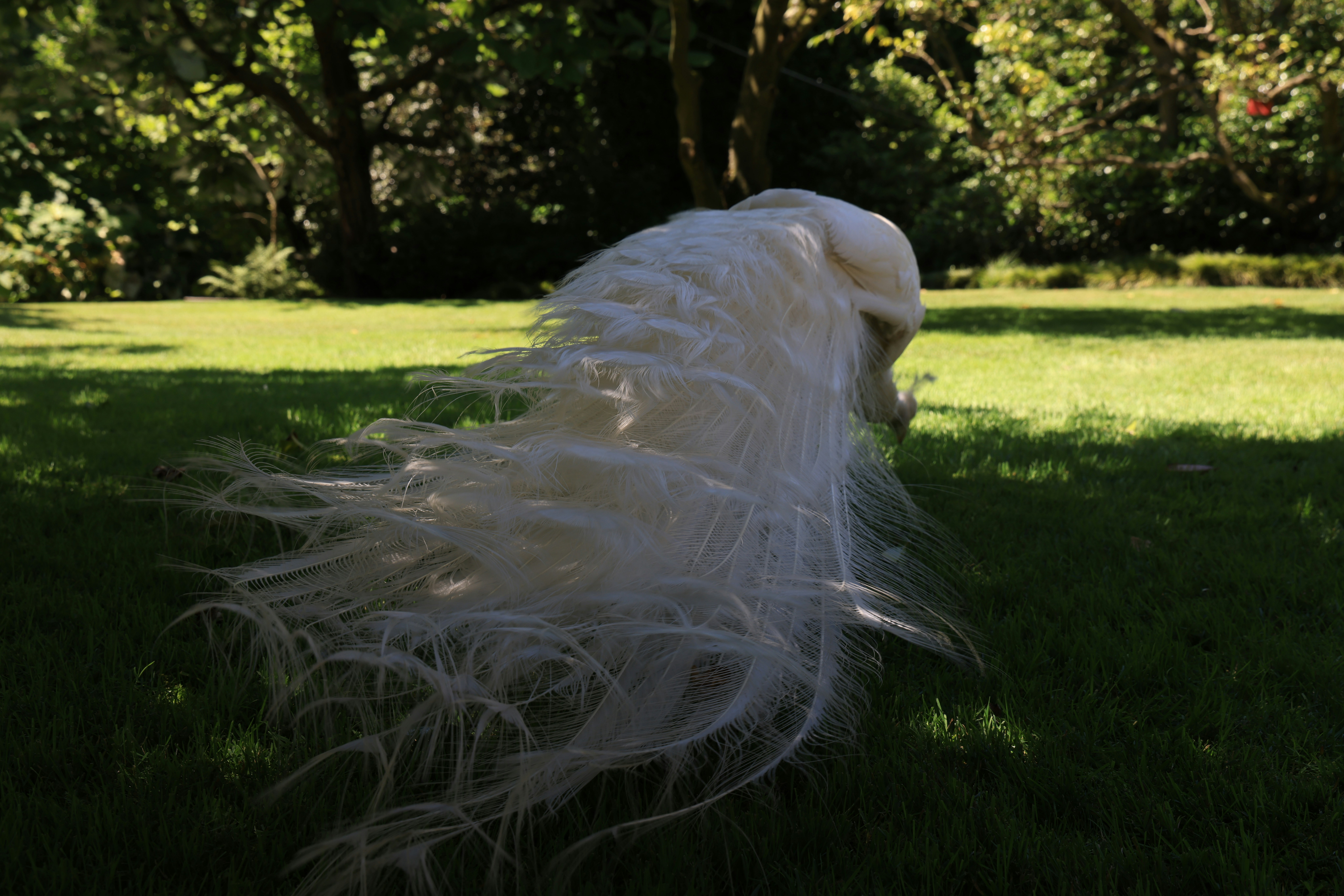 Sunlit Whorl: A Gentle Gull-Covered Canine in a Park