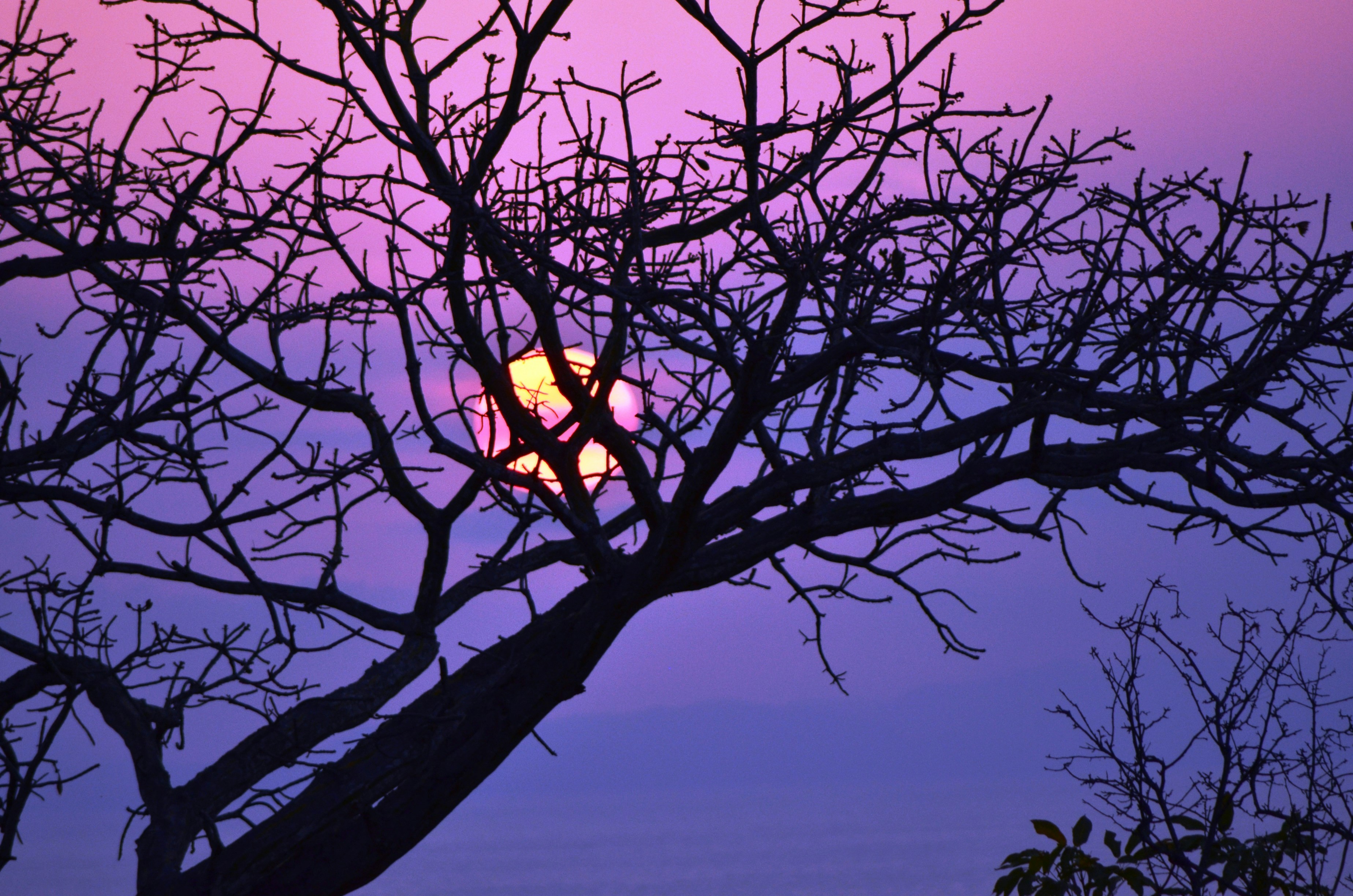 Silhouetted branches reach across a gradient sunset, with a glowing sun near the trunk; layered hills fade in the background.