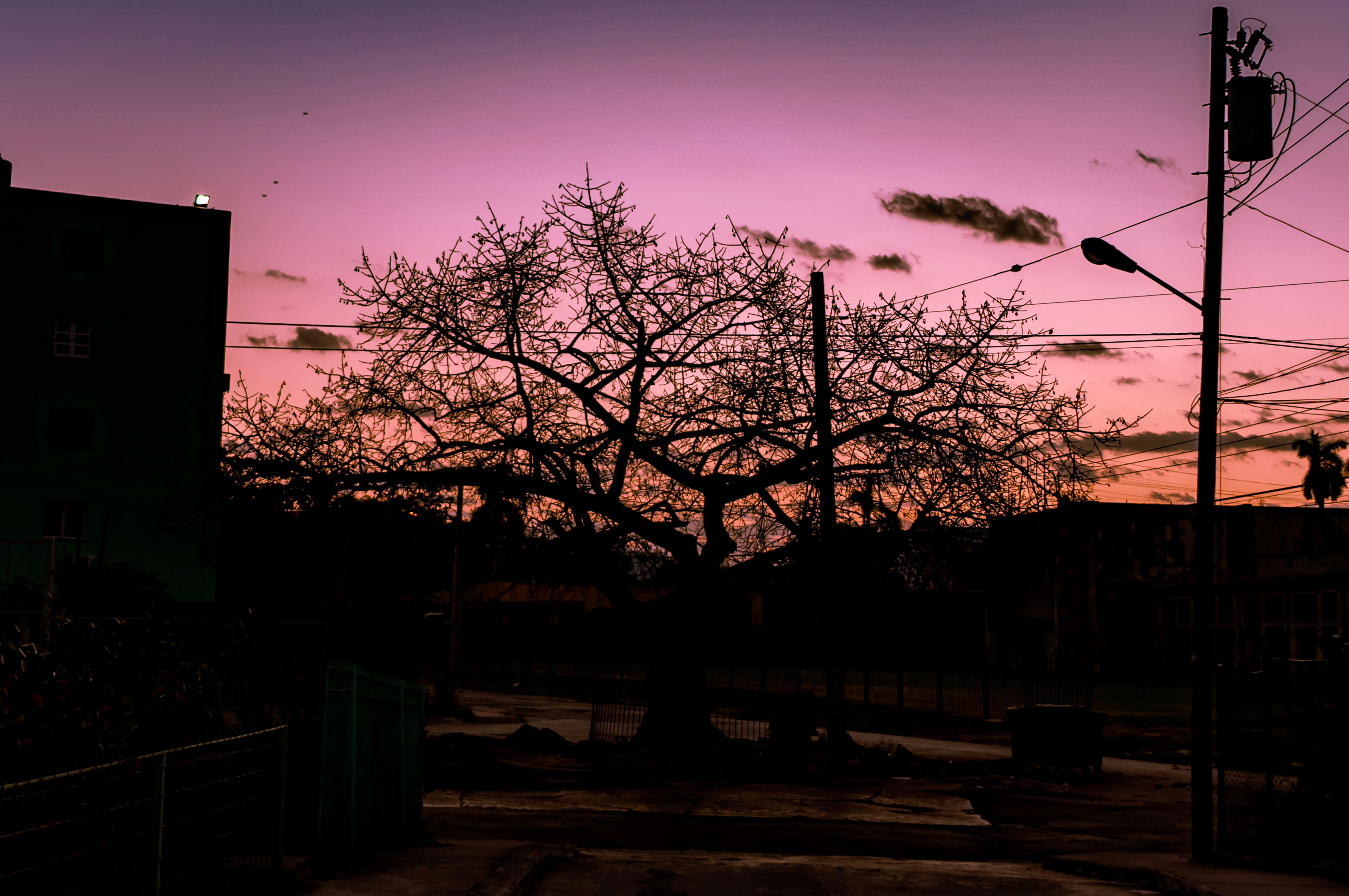 Twilight Orchard Silhouette