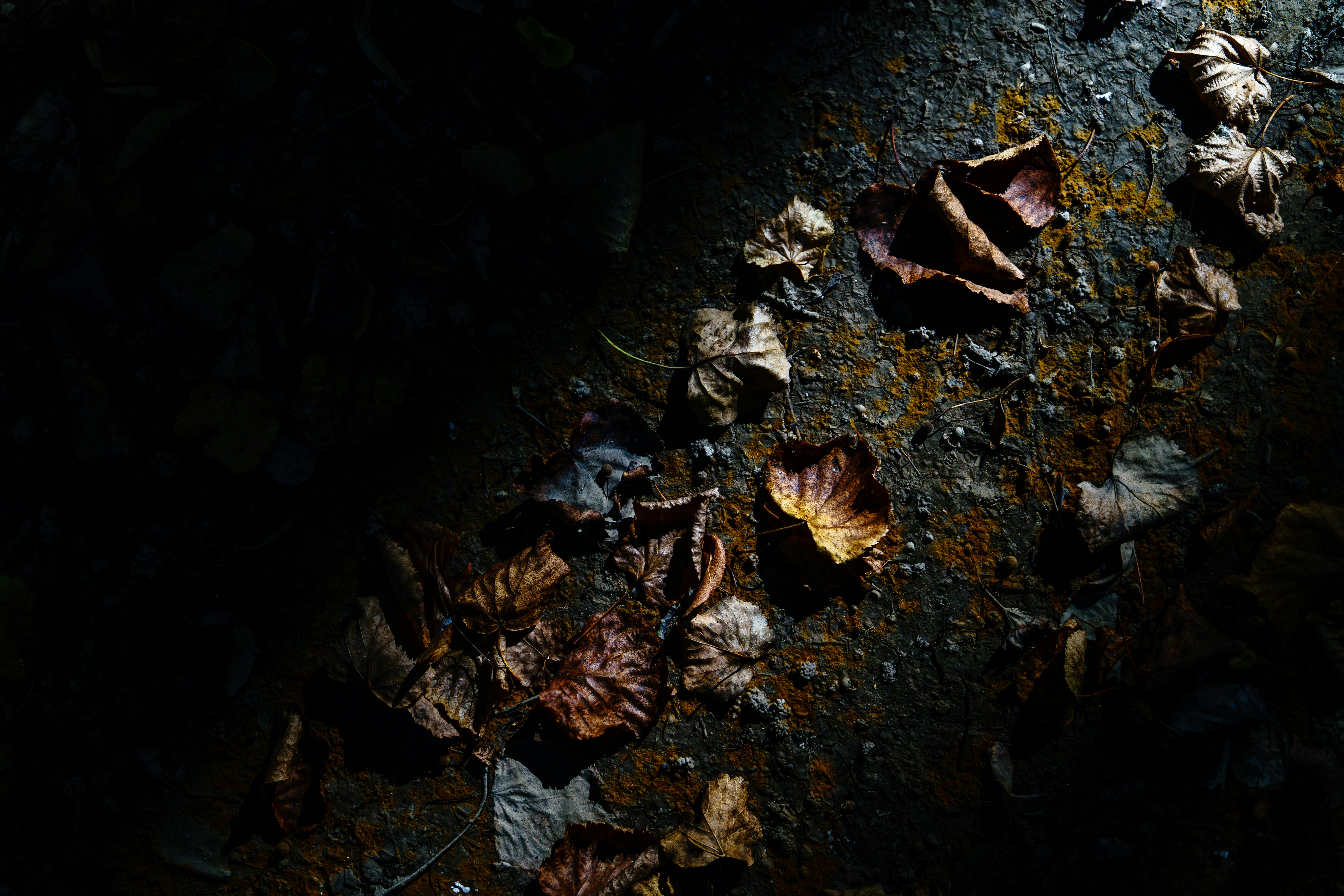 Low-Light Autumn Pact: Fallen Leaves on a Dim Path