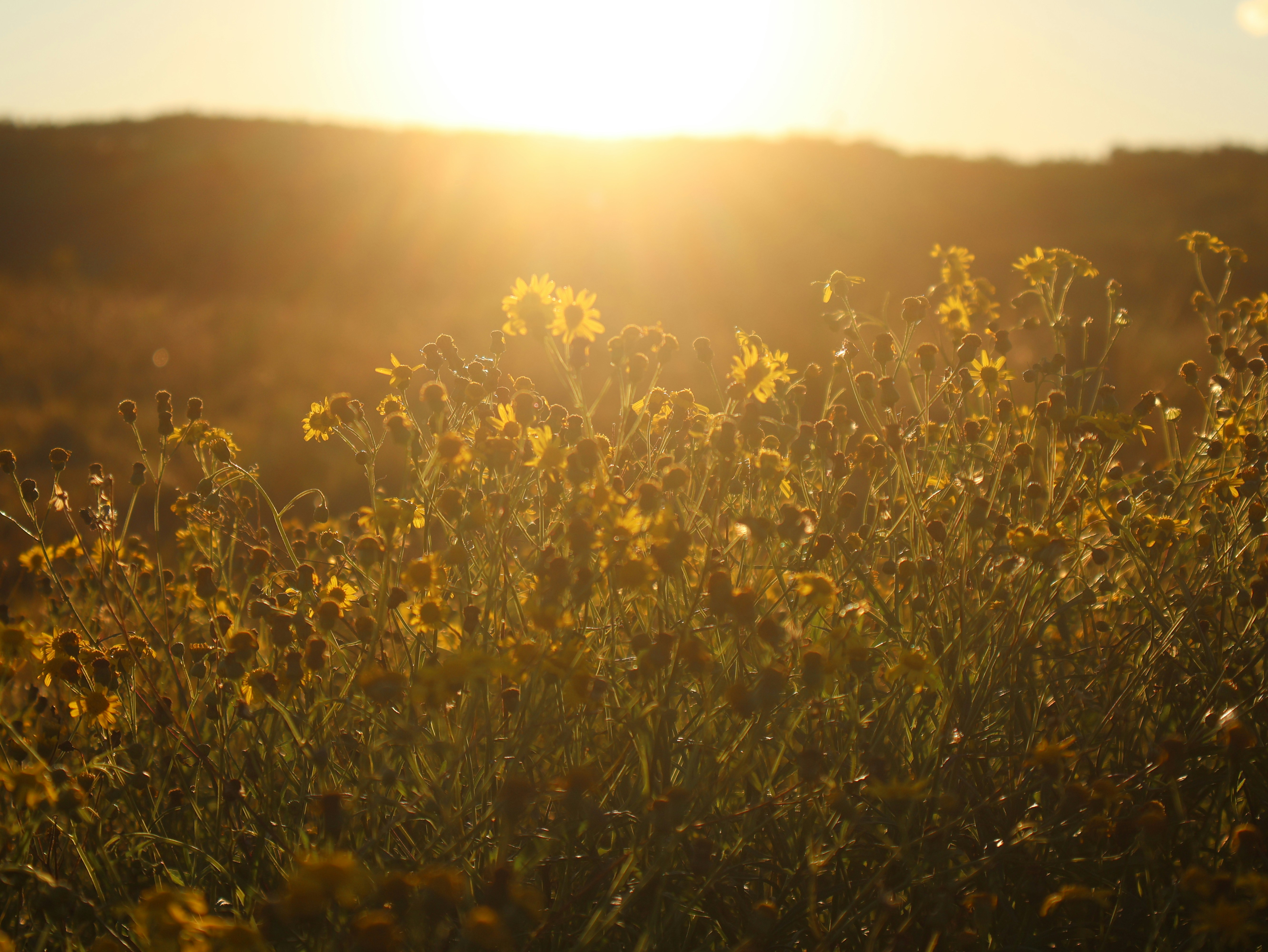 Golden Hour in a Sea of Sunflowers