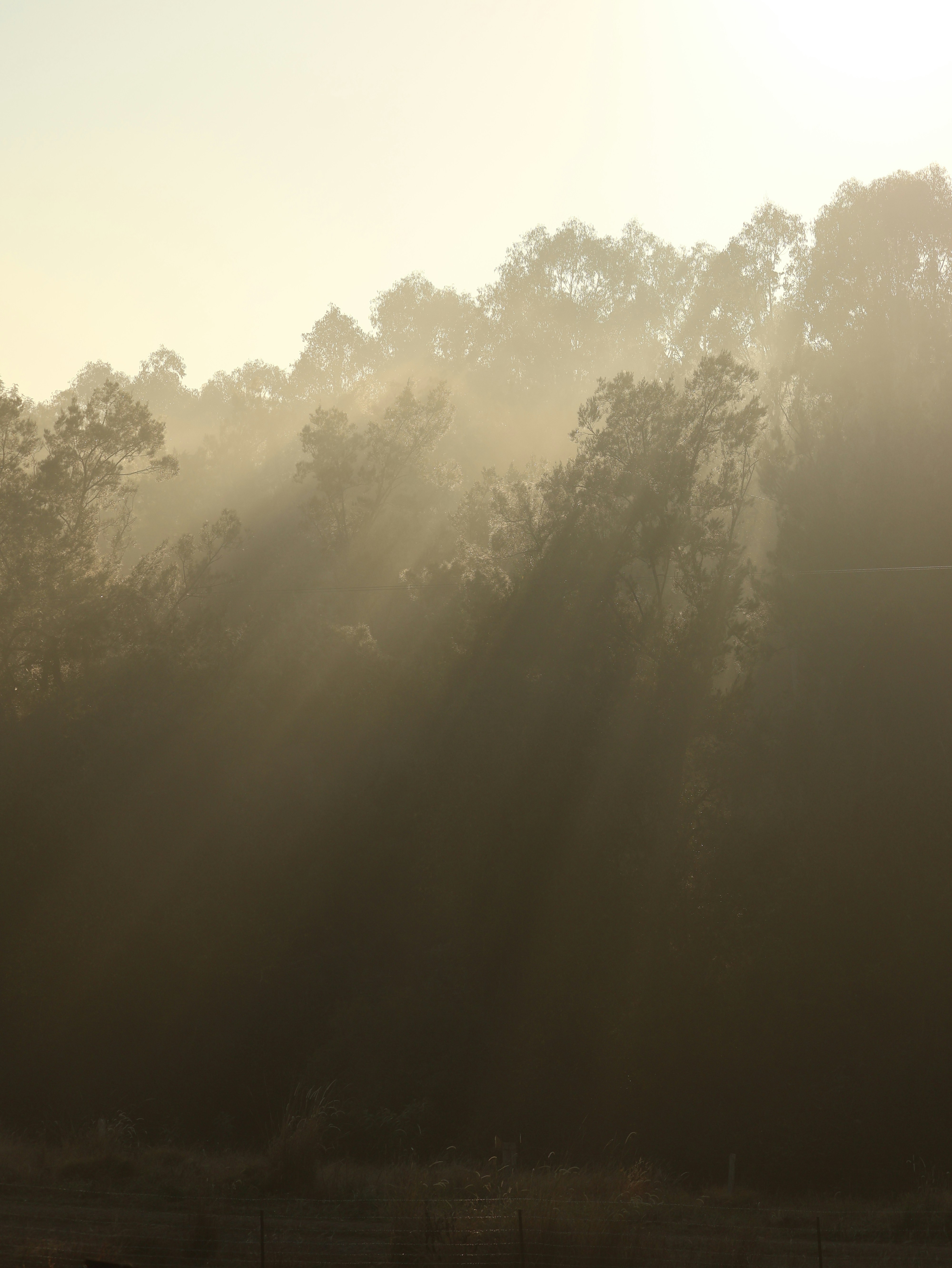 Radiant Dawn Through a Silhouetted Woodland