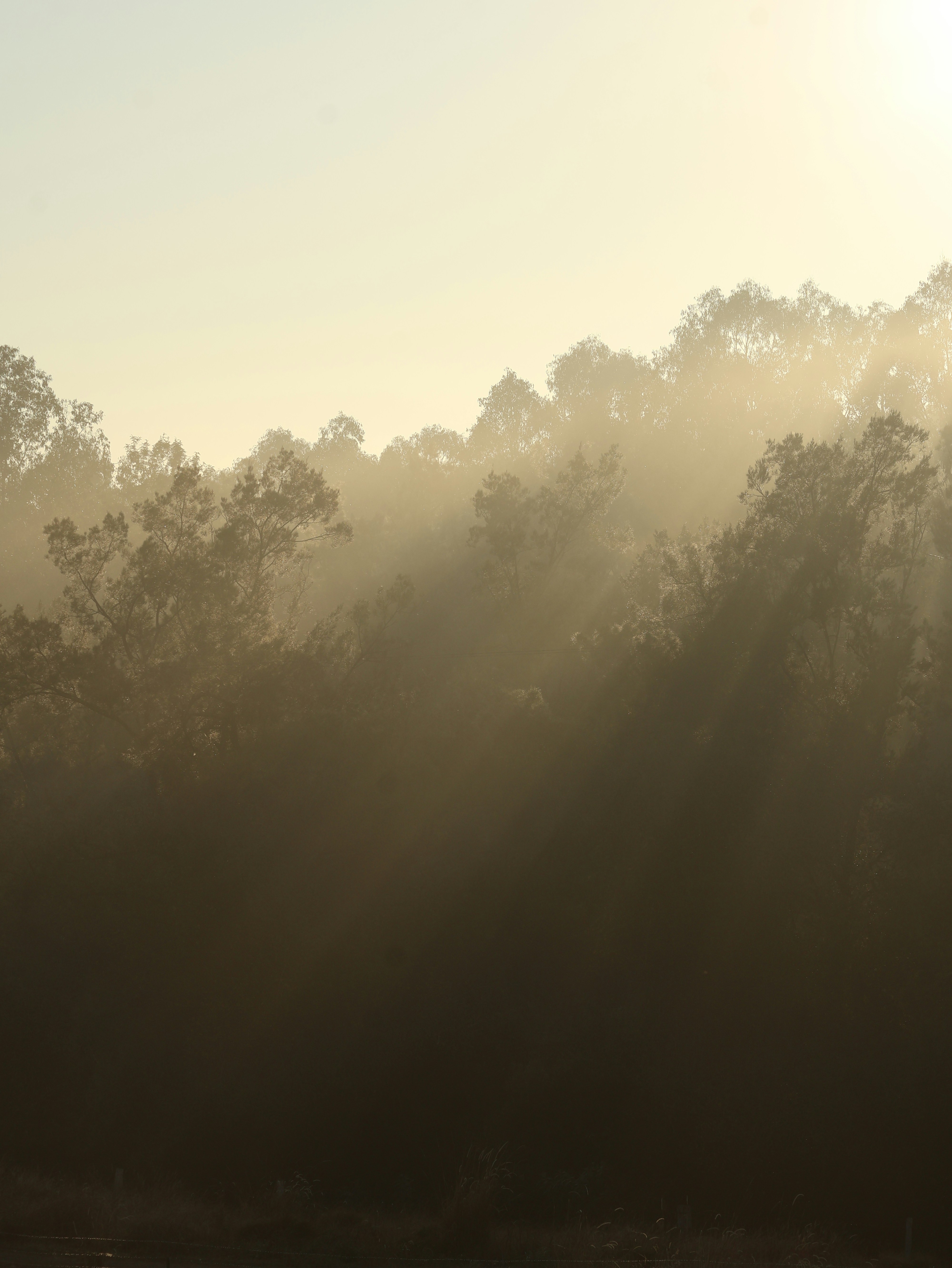 Dawn Through the Trees: Slanted Sunbeams Piercing a Quiet Forest