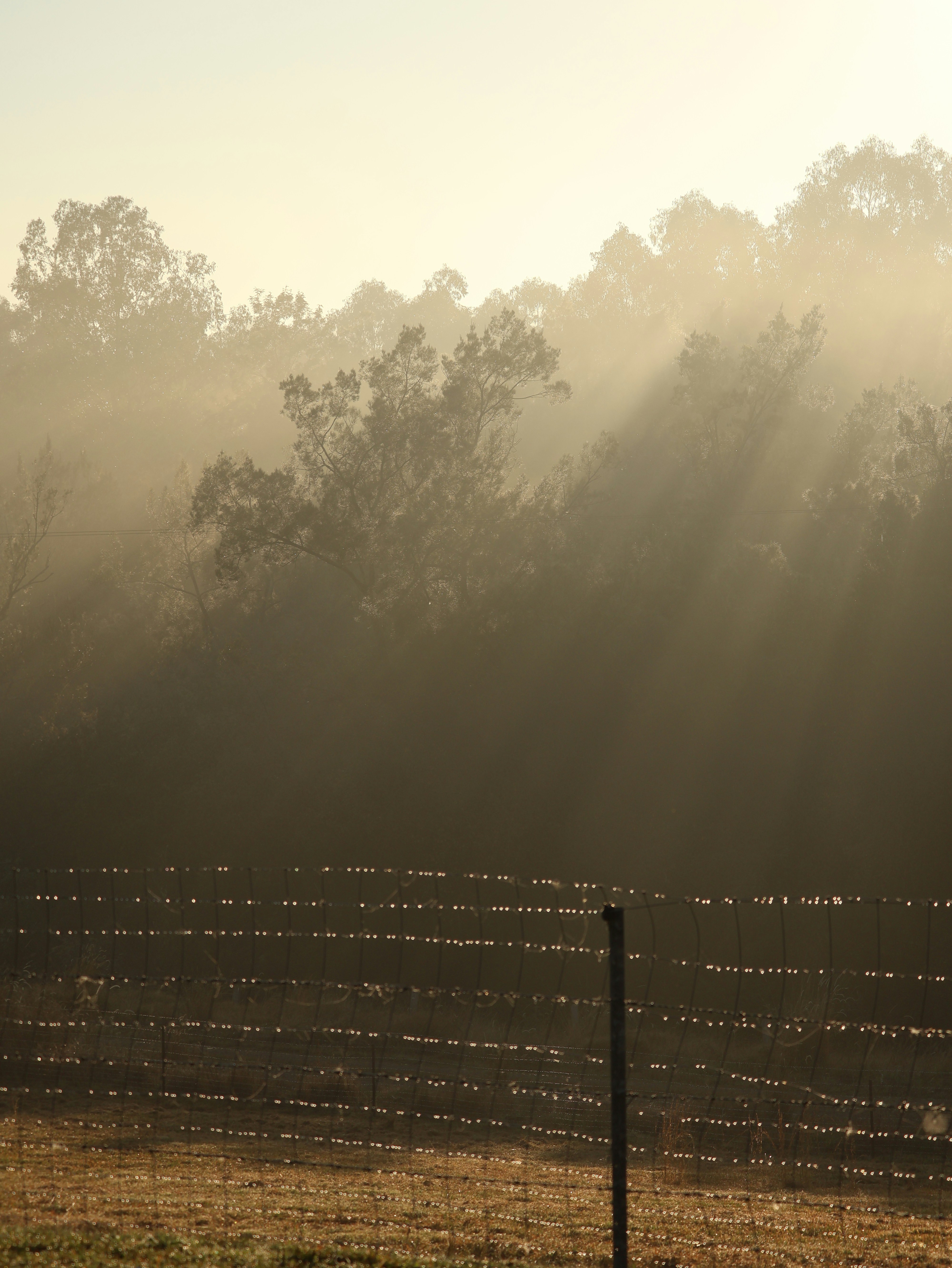 Golden Dawn Over the Fence: Morning Rays Through Barbed Silence