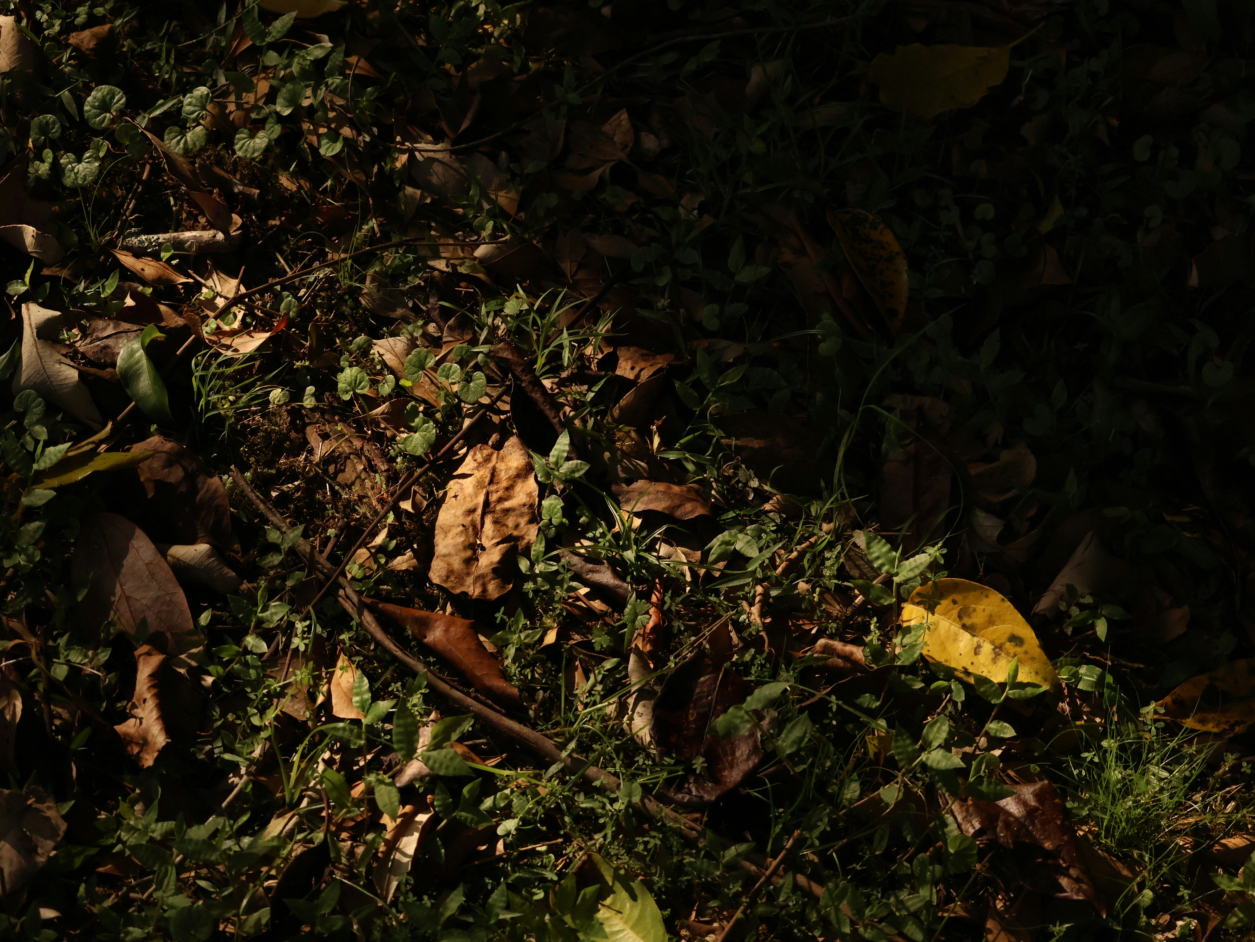 Sunlit patches reveal a leaf-littered ground with mixed green and brown foliage, captured in a natural outdoor setting.