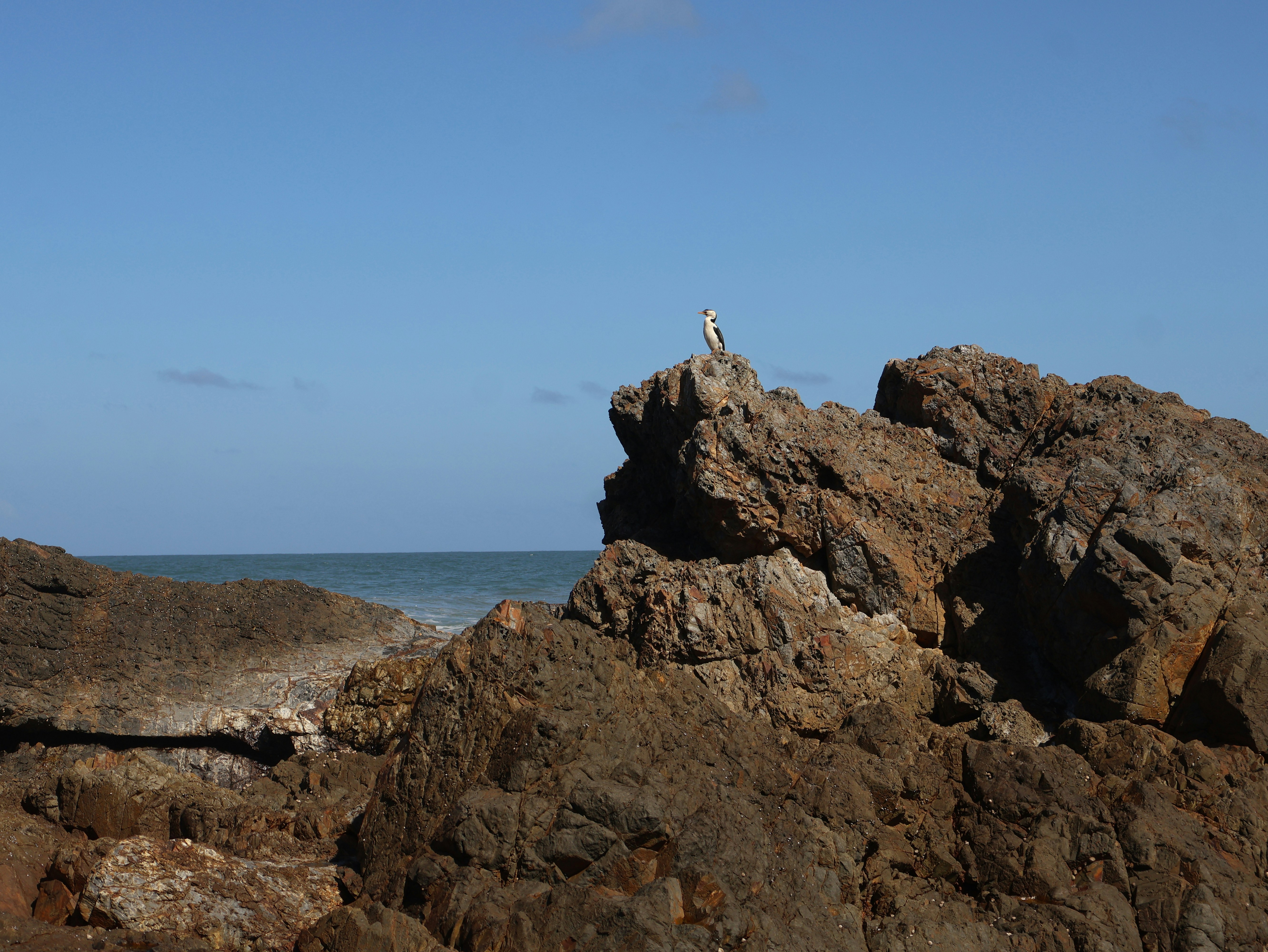 Seagull Sentinel atop Weathered Cliffs