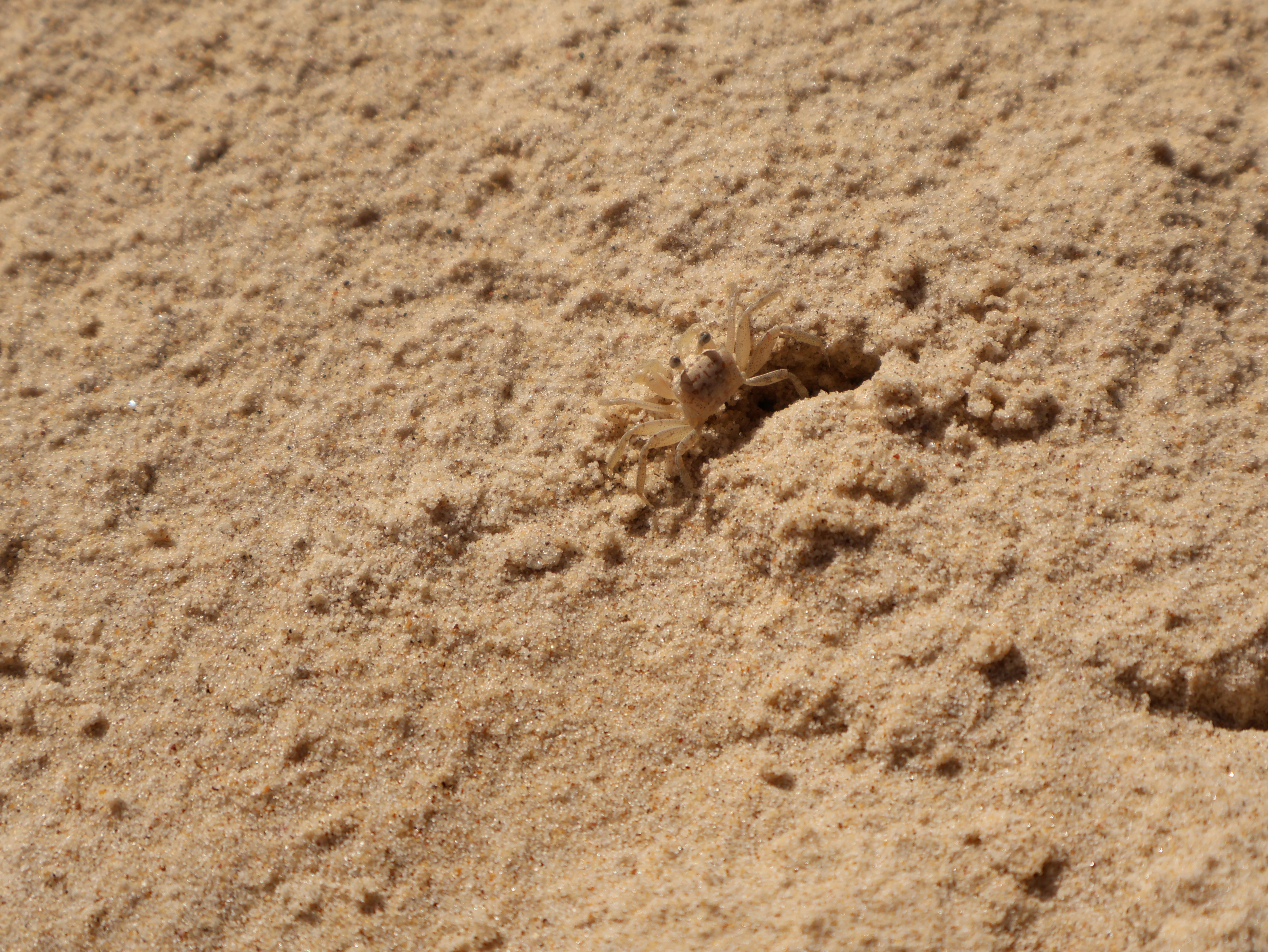 Crab on Sun-Warmed Sand: A Quiet Moment on the Shore