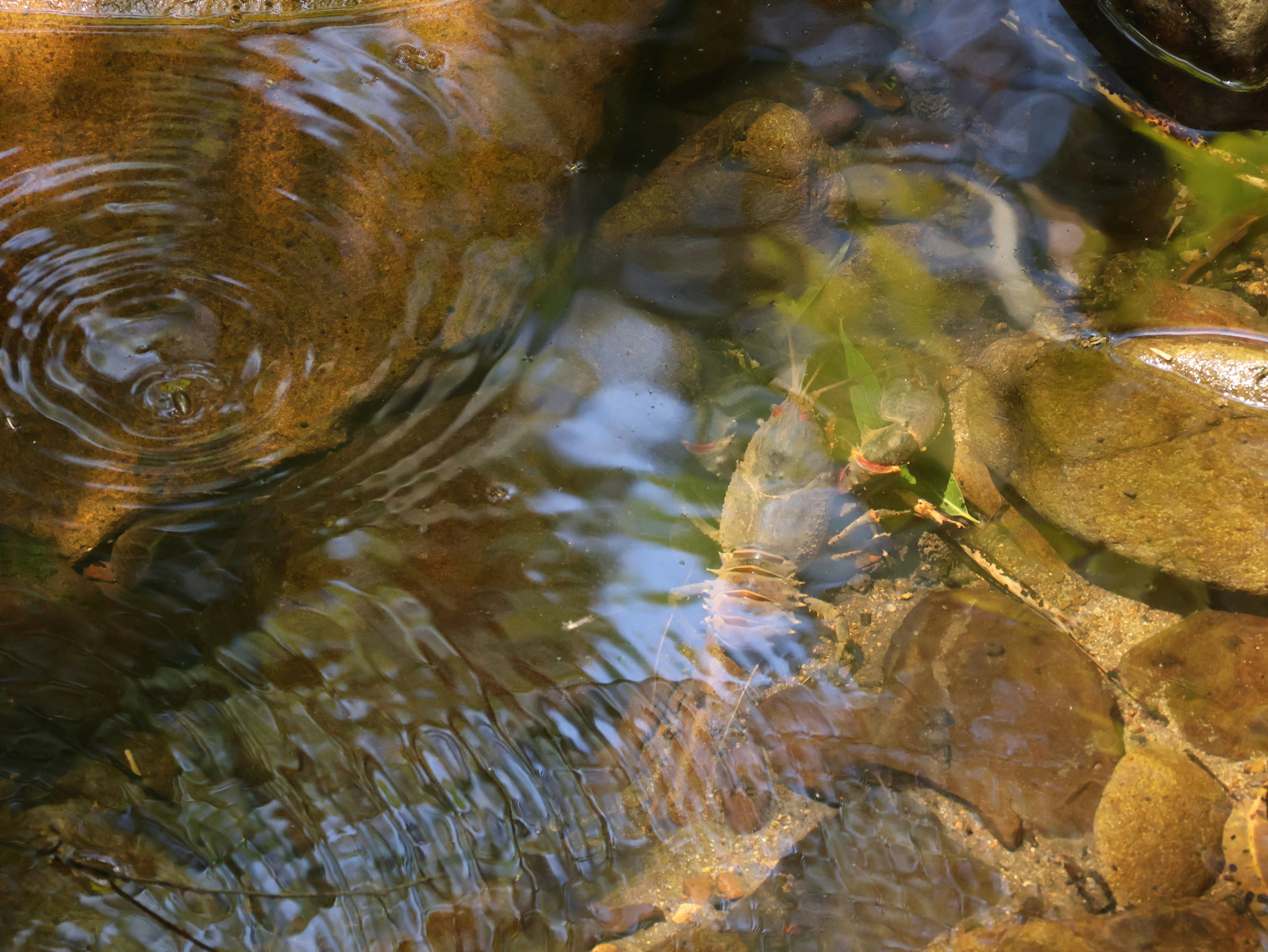 Submerged Ripple Portrait: Sunlit Stones and Leafy Reflections
