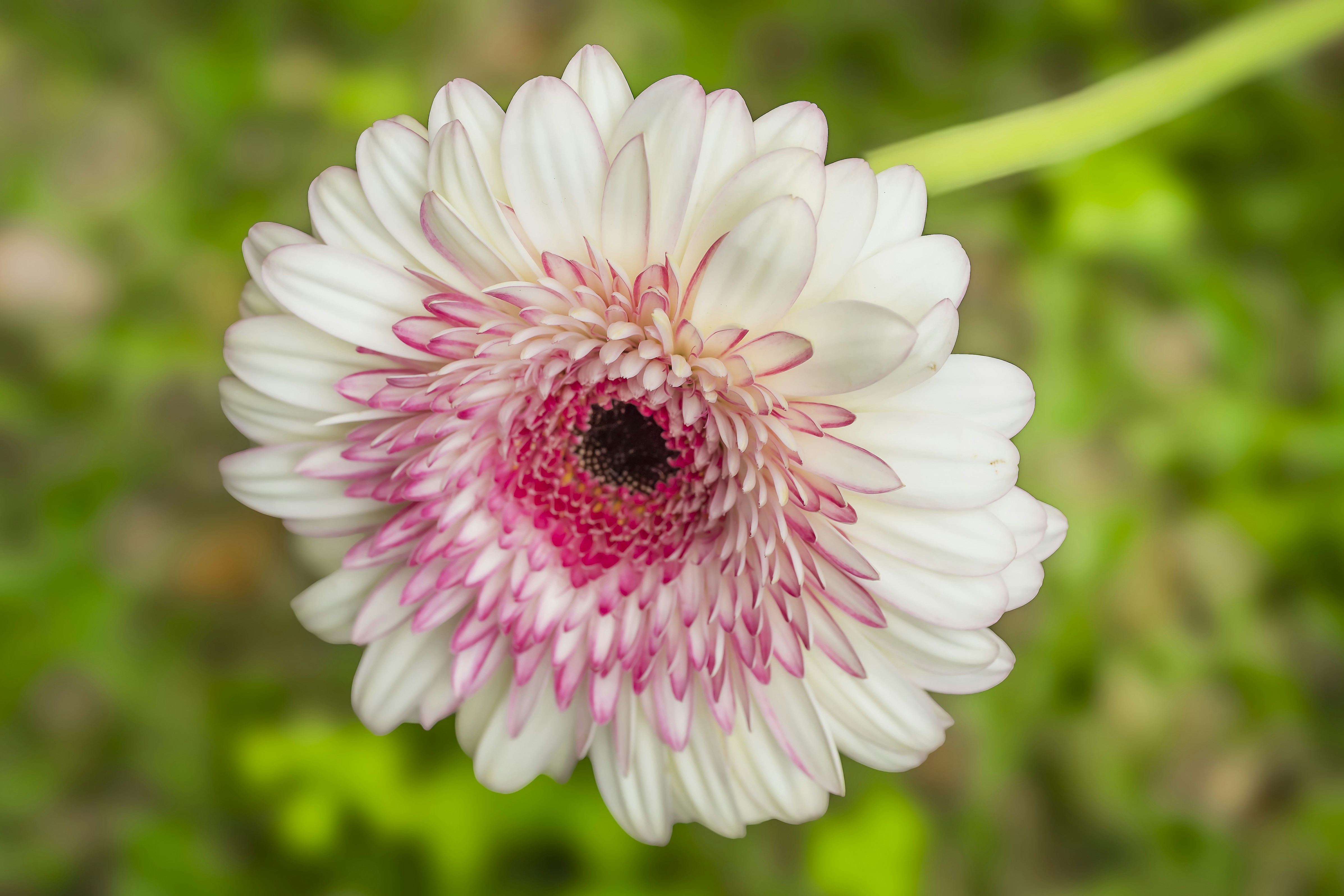 Close-Up Bloom: Soft Pink Gerbera Center Framed by Green Blur