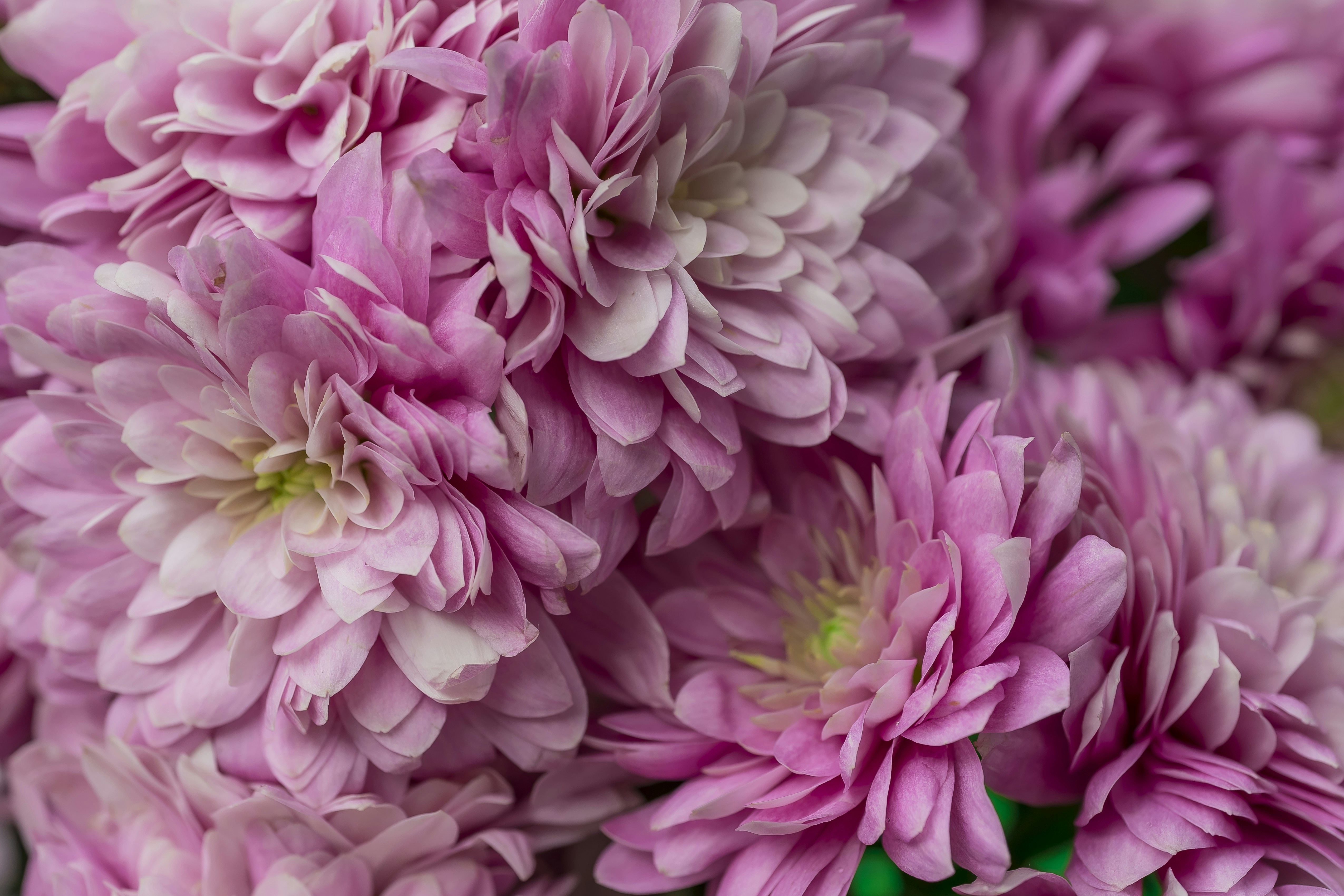 Petal Crescendo: A Tight Portrait of Pink Chrysanthemums