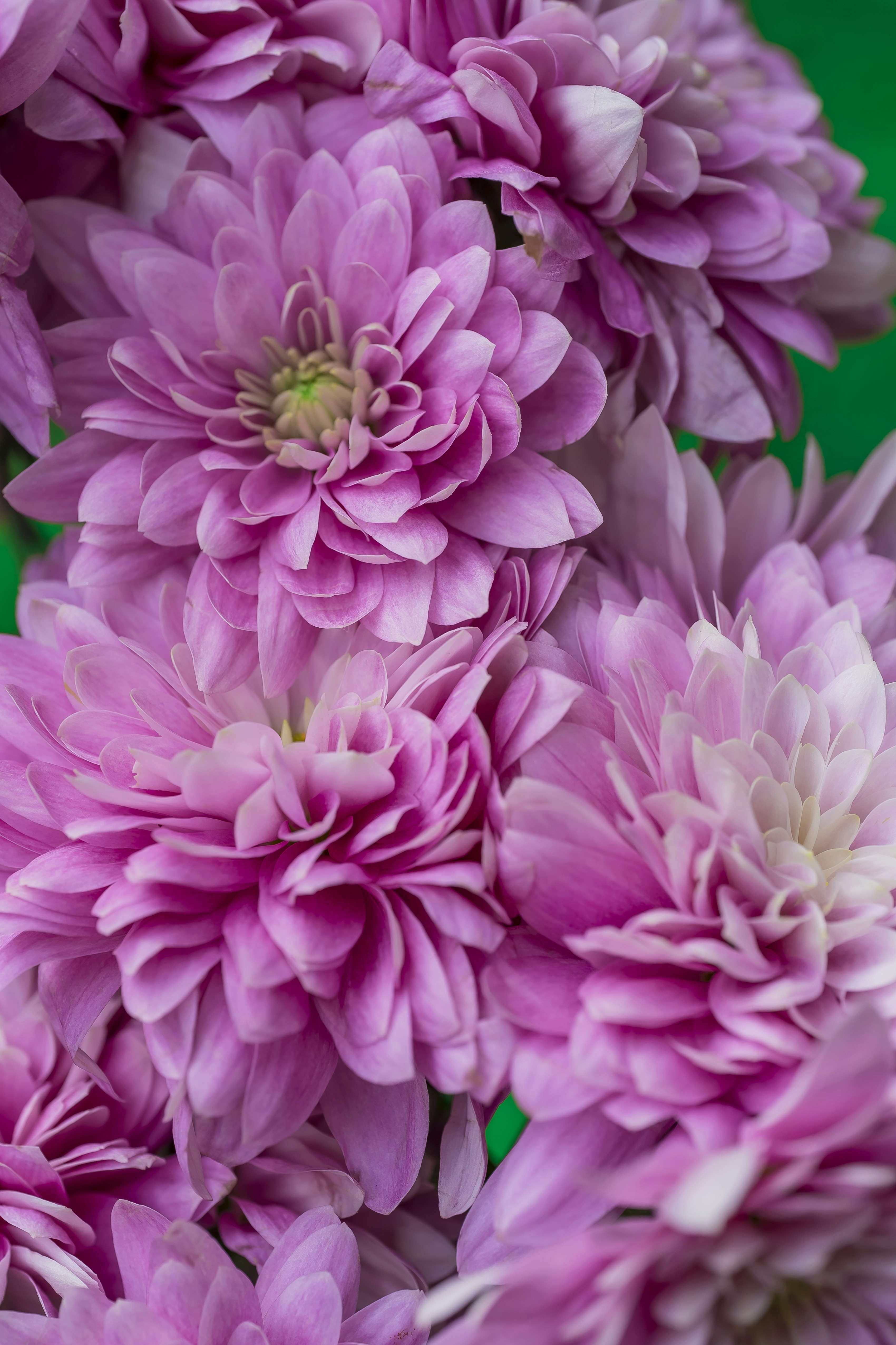 Pink Petal Mosaic: A Close-Up of Velvet Dahlias in Bloom