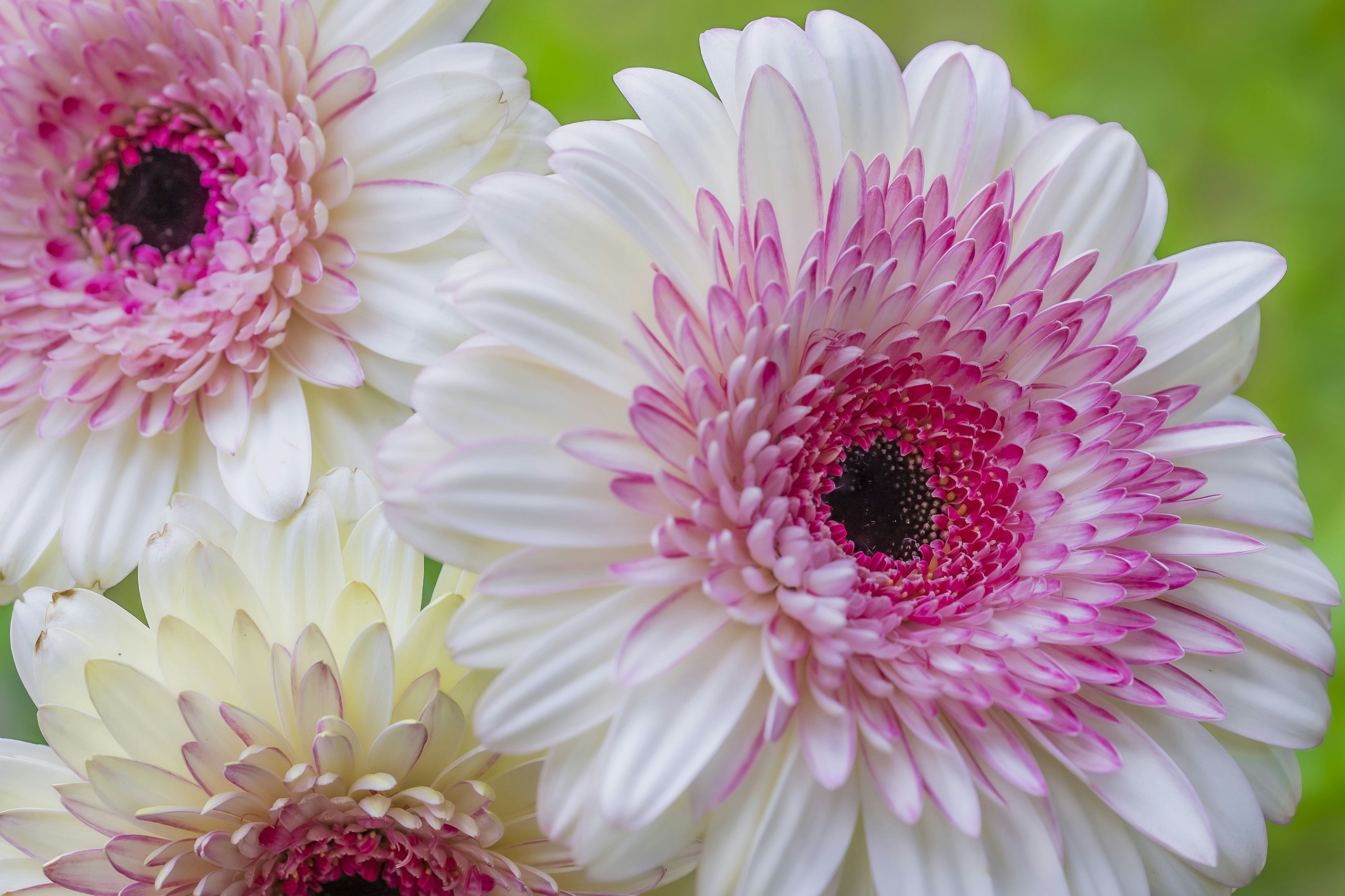 Petal Convergence: A Trio of Pink-Edged Gerberas Close Up