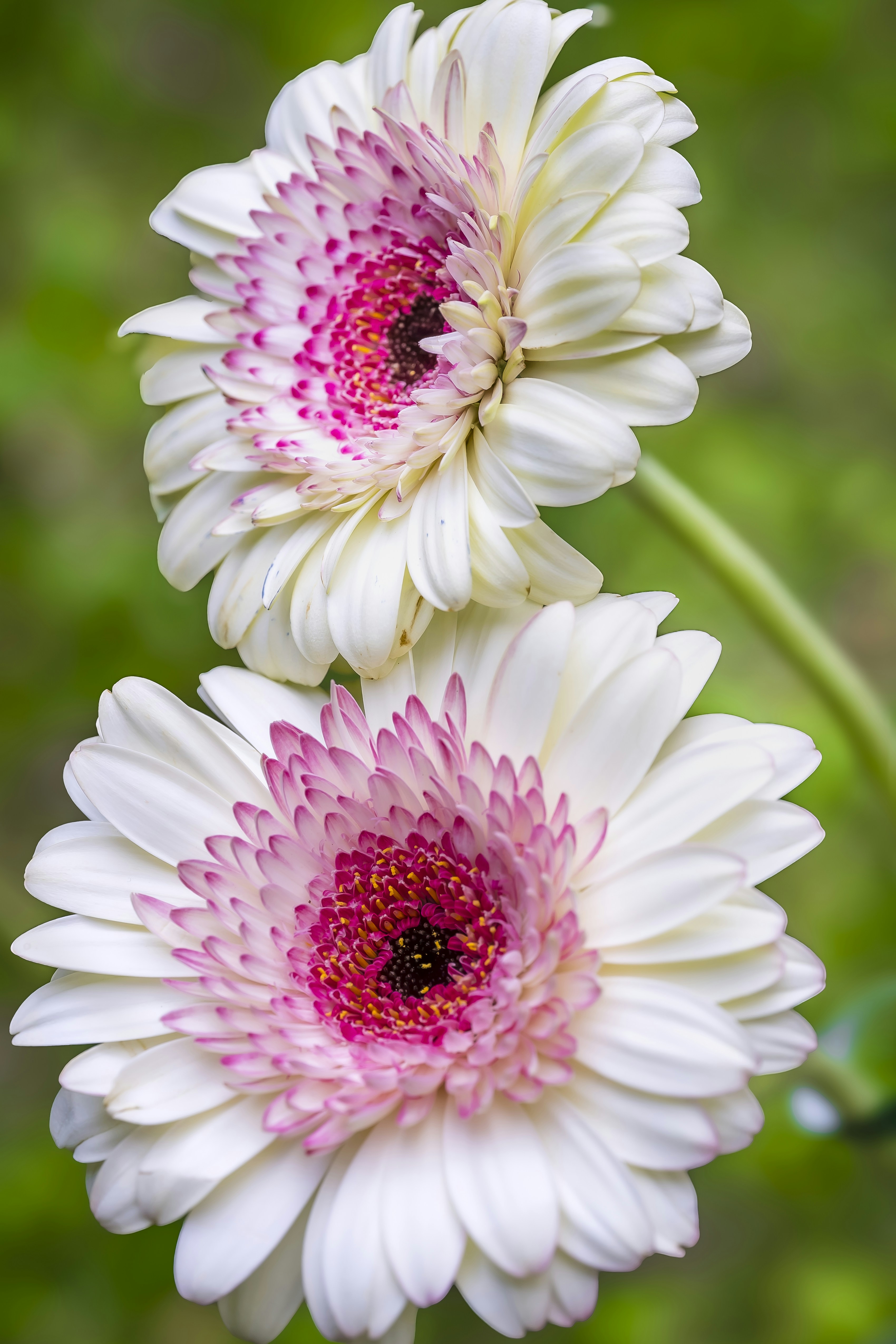Two Pink-Ced stained blooms in a green garden blur