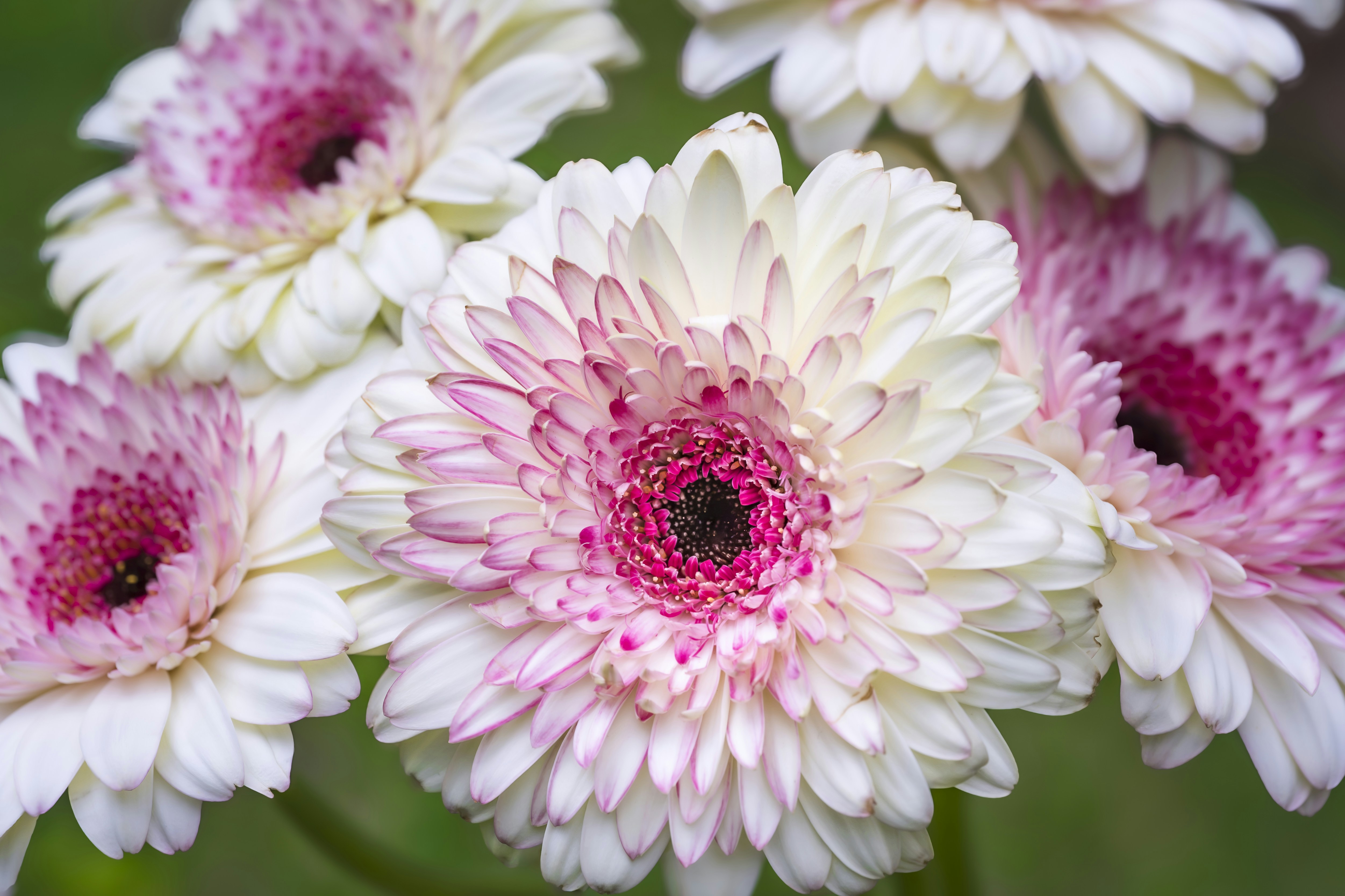 Pink-White Dahlia Bloom Centerstage