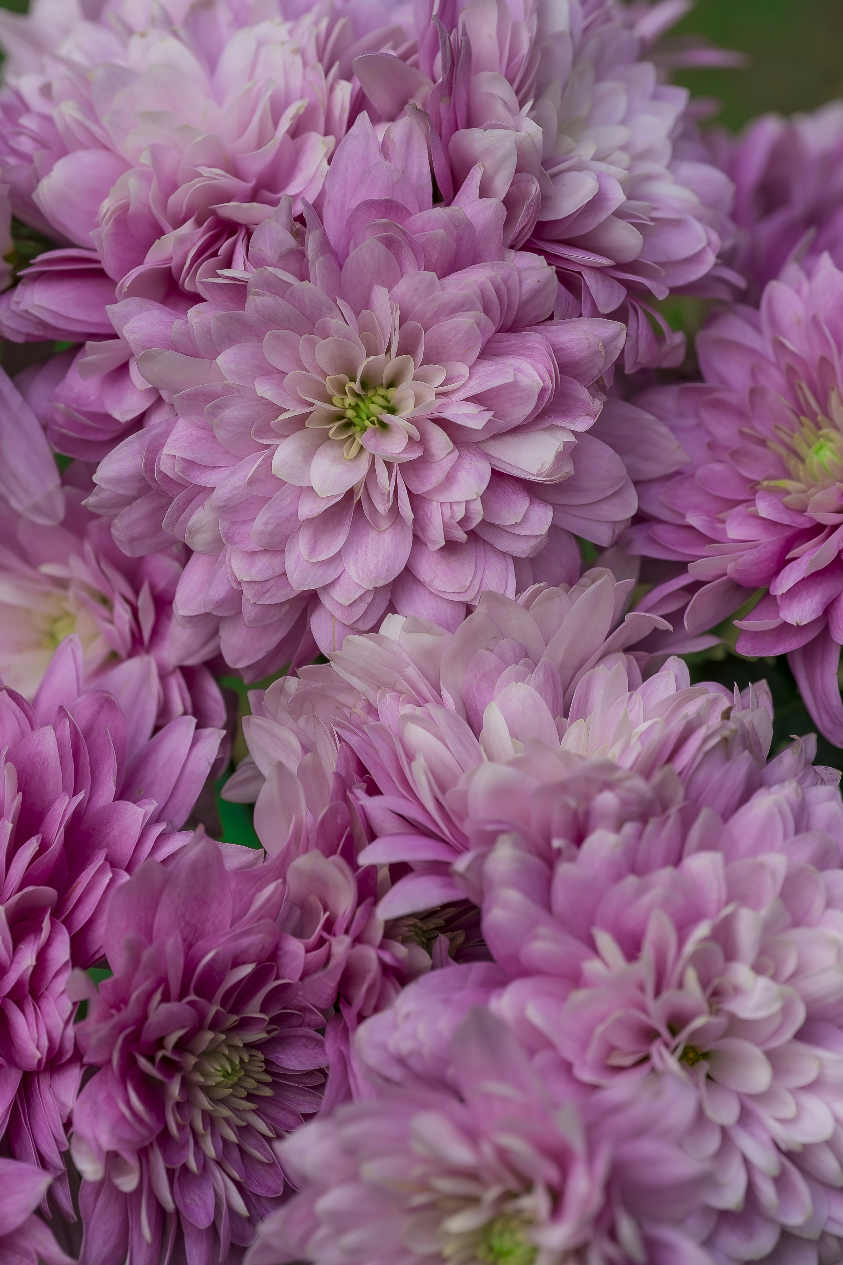 Soft Petal Mosaic: Pink Dahlias in Full Bloom