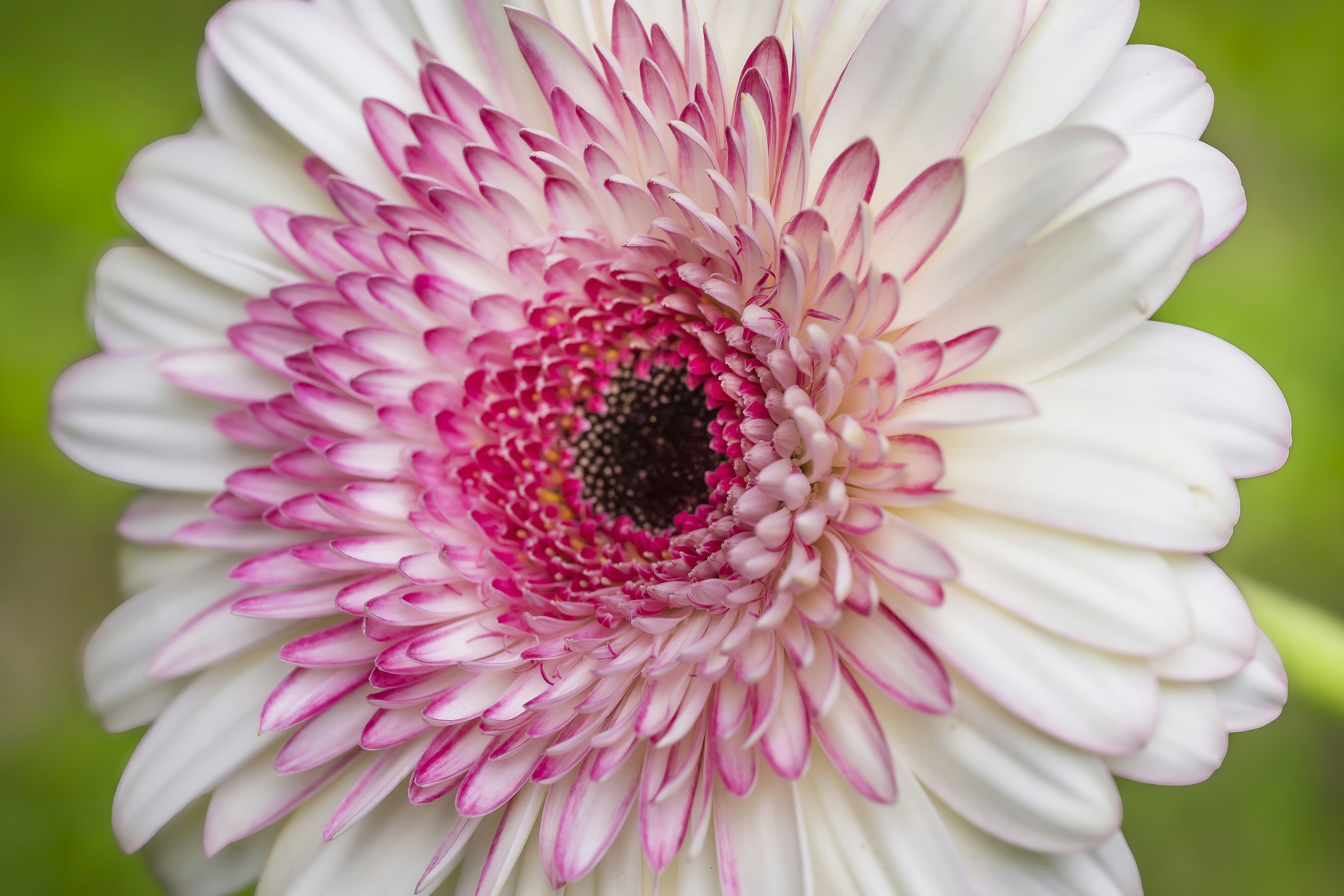 Centered Bloom: A Close-Up of Pink-Outlined Petals Radiating from a Dark Heart
