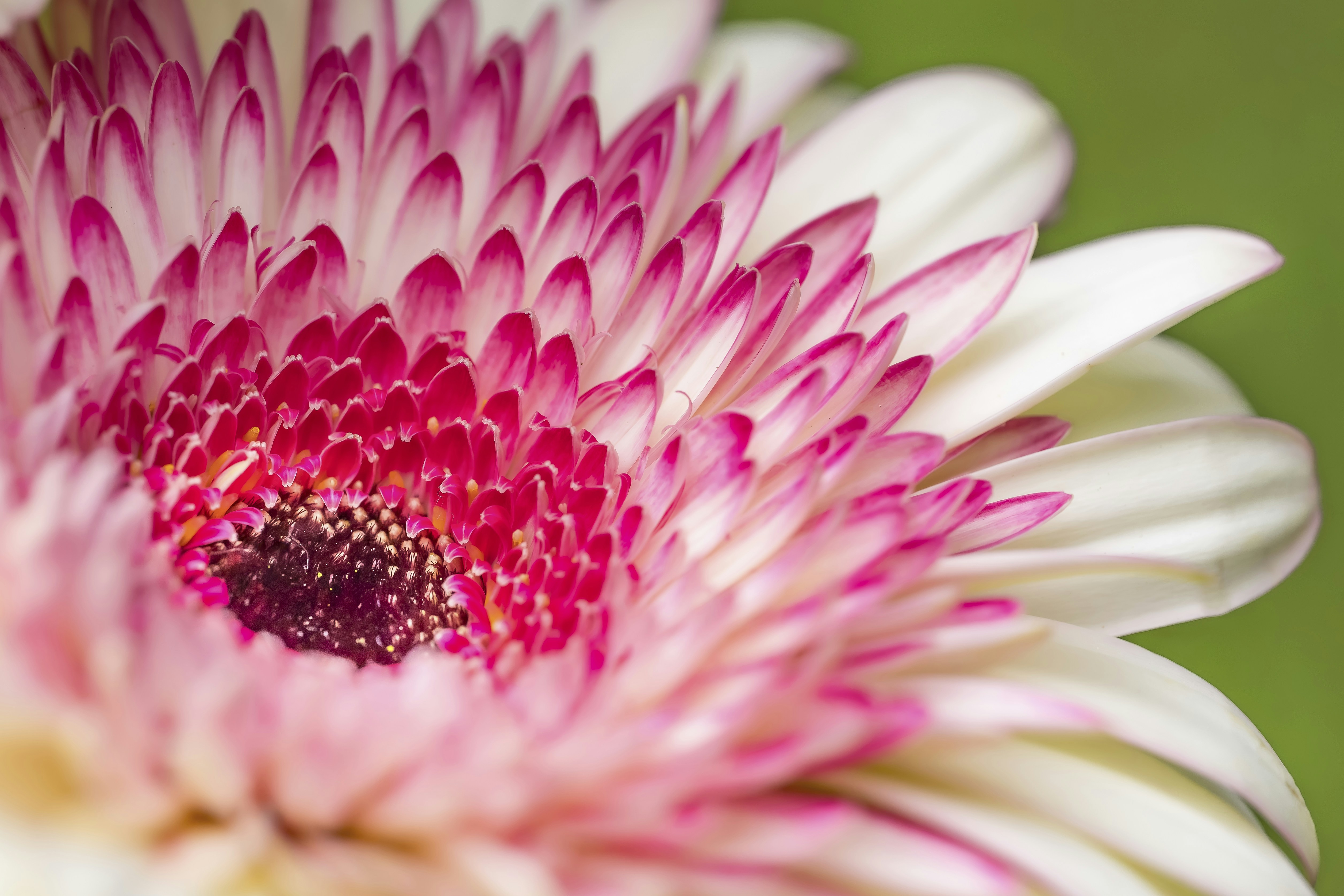 Macro Burst: Magenta Petals Ready to Bloom